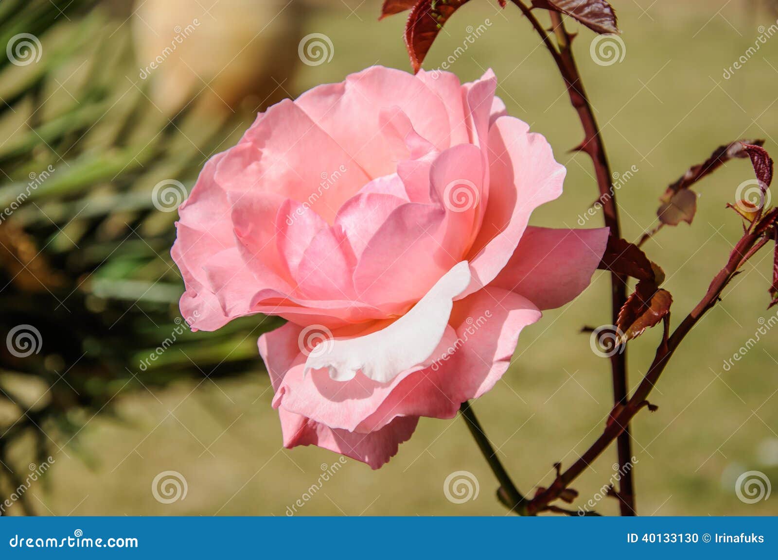 Pink Rose Blooming in Garden Stock Photo - Image of pink, flora: 40133130