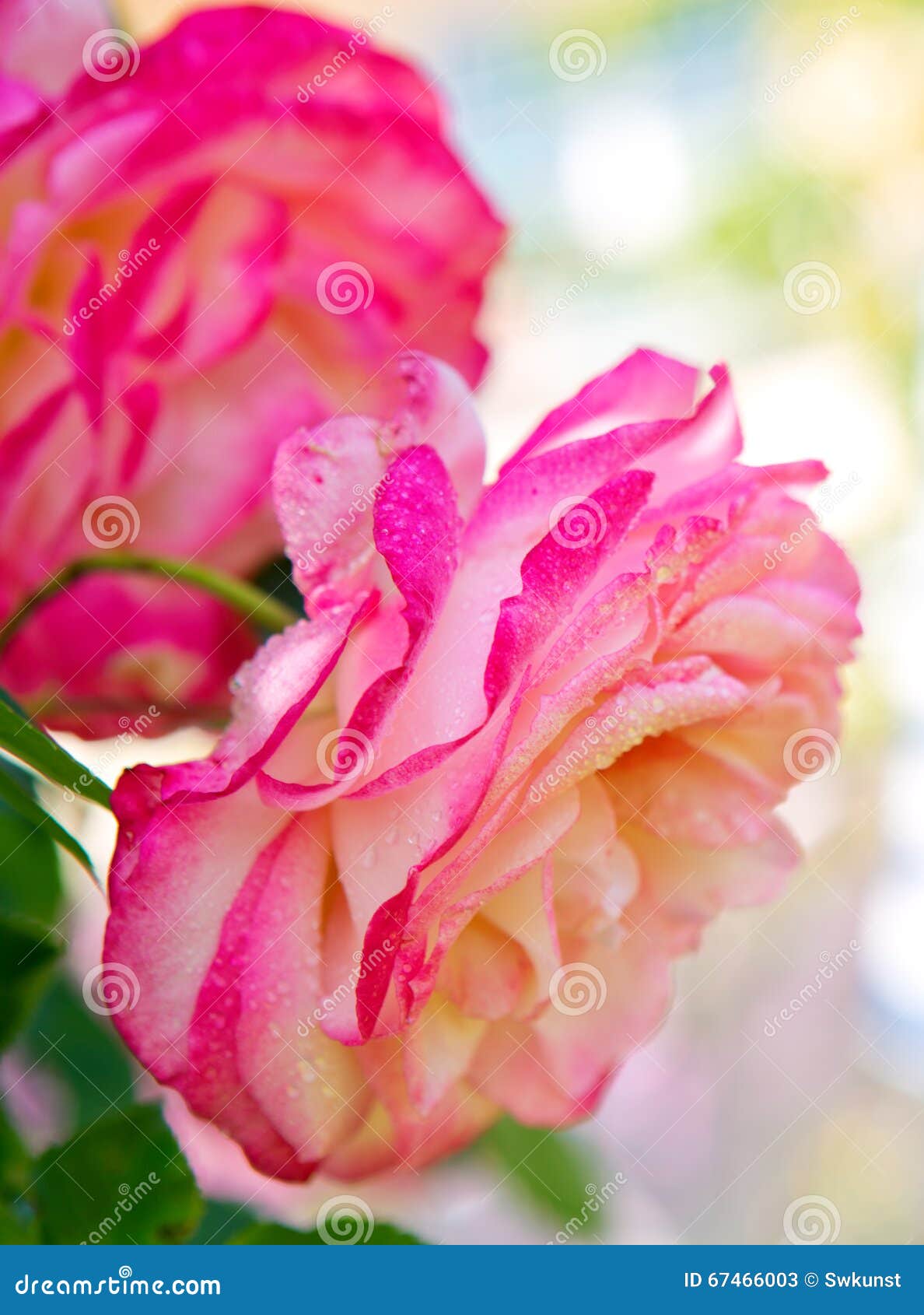 Pink Rose Blooming in Garden. Stock Image - Image of leaves, card: 67466003