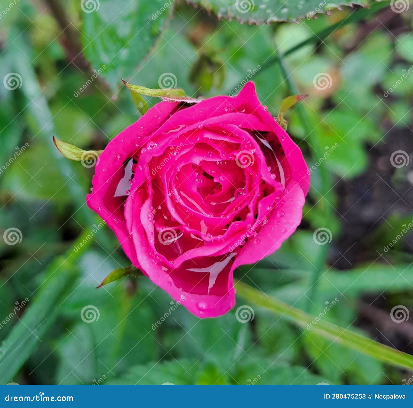 Pink Rose Blooming in the Rain Stock Image - Image of bloomin, growing ...