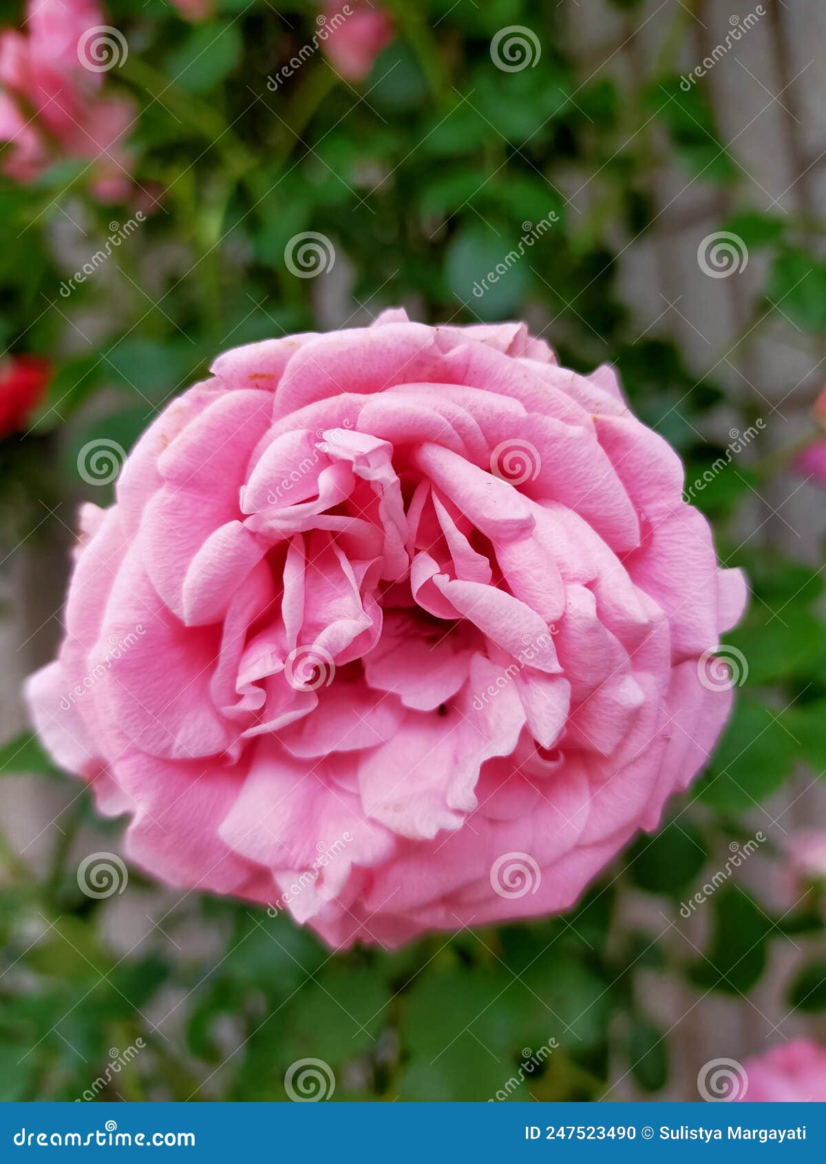 Pink Rose ,blossom,blooming,beautiful Stock Photo - Image of rose ...