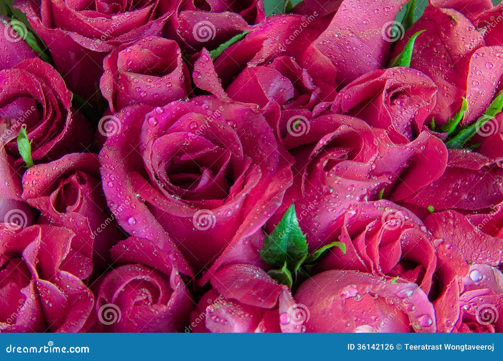 Pink rose blossom stock photo. Image of pink, light, decorative - 36142126