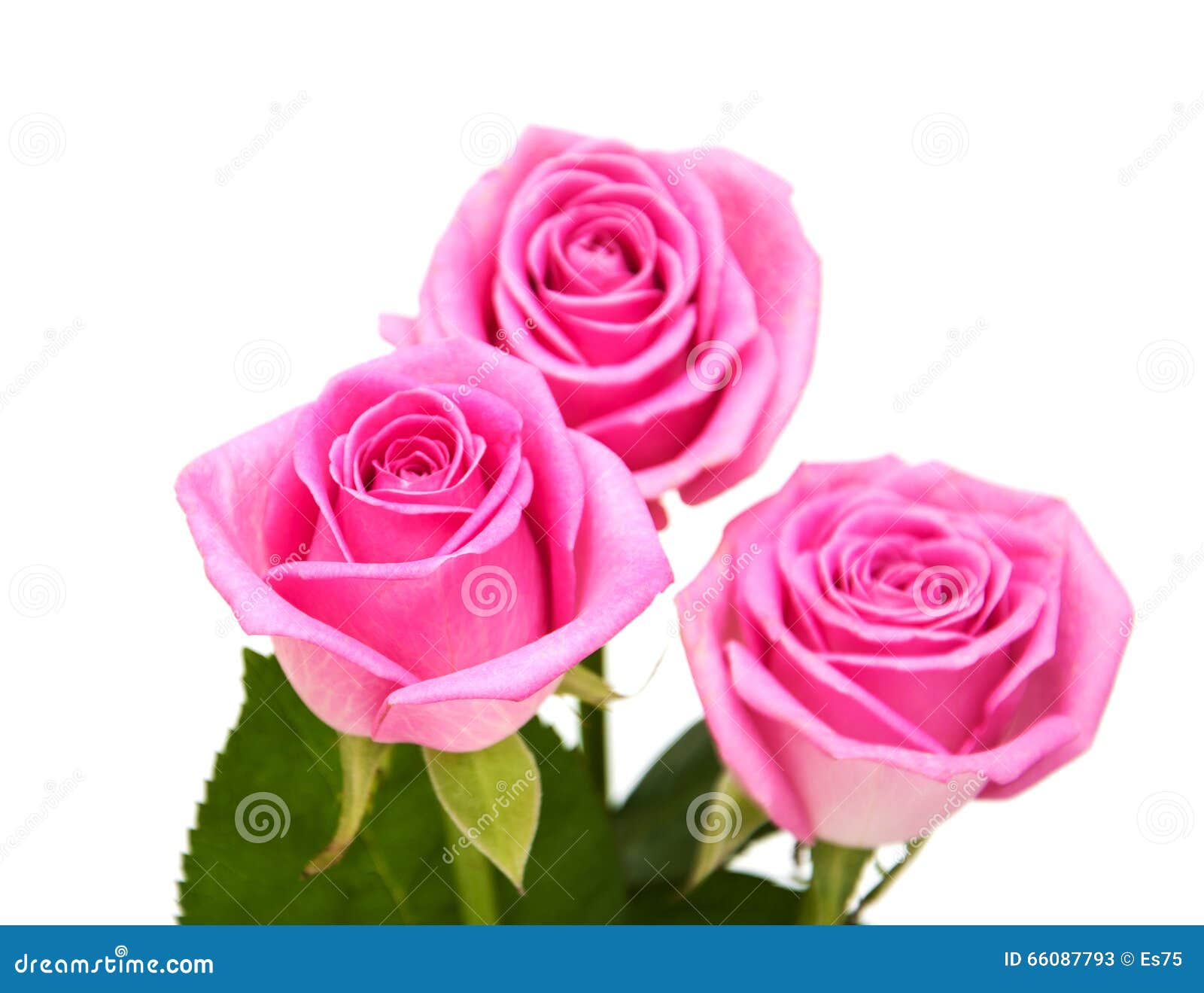 Pink rose blossom stock image. Image of valentine, greeting - 66087793