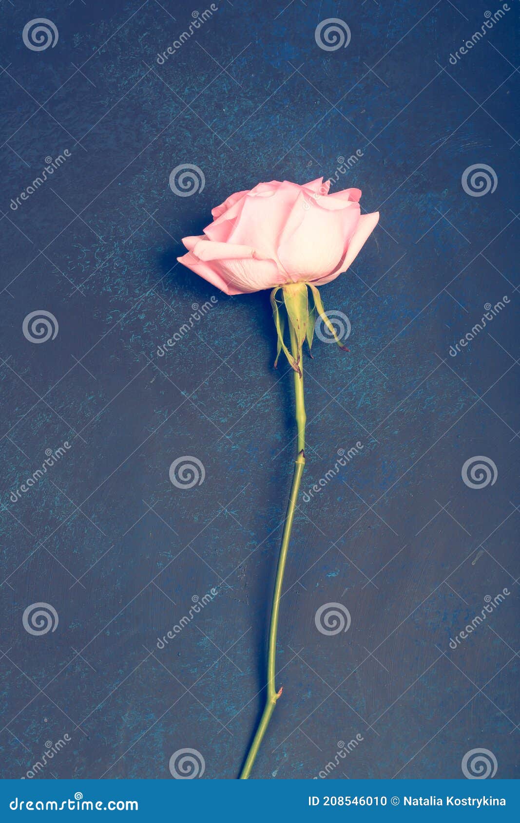 Pink Rose on Blue Background Stock Photo - Image of pink, background ...