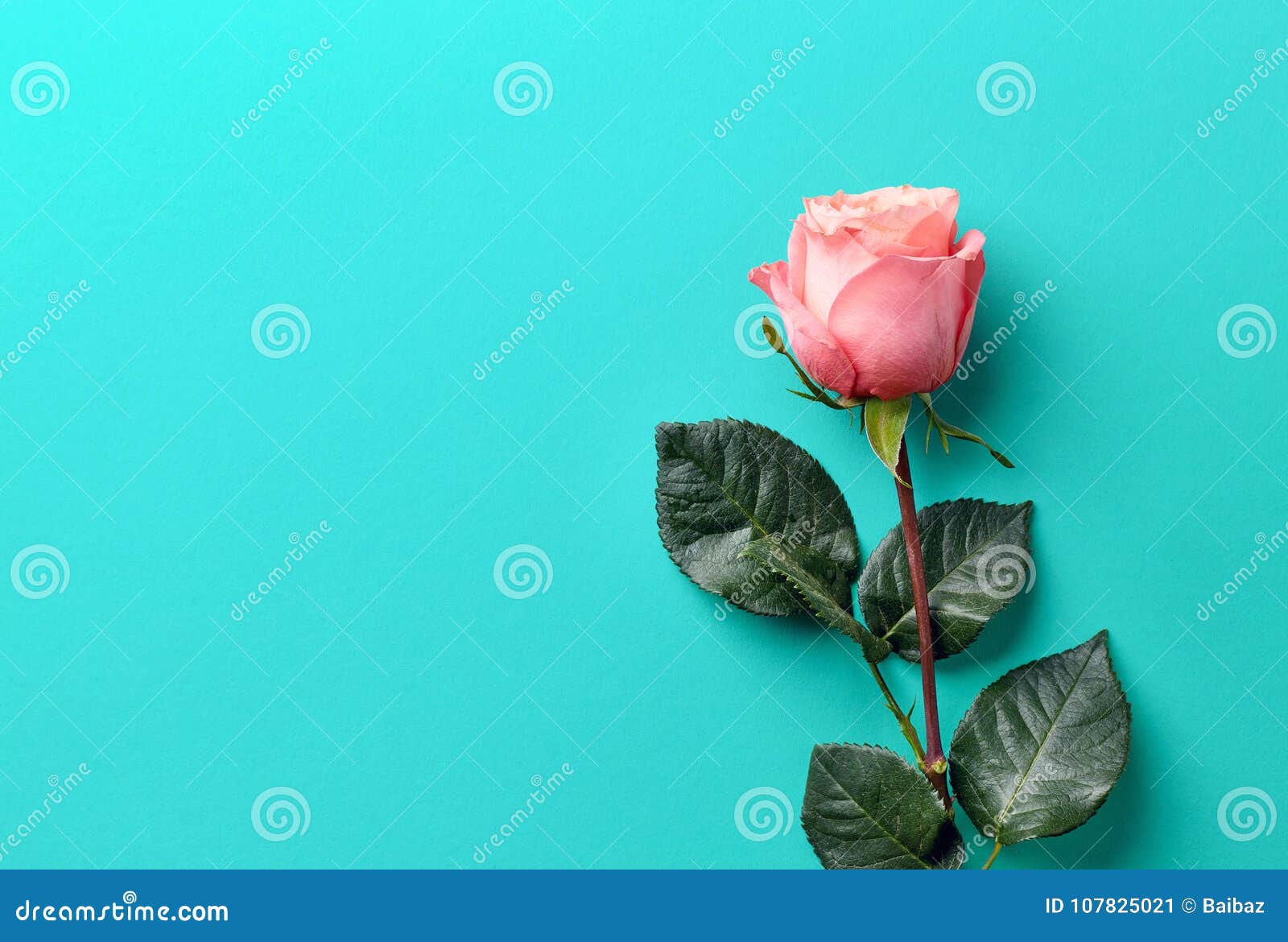 Pink Rose on Blue Background Stock Image - Image of hipster, birthday ...