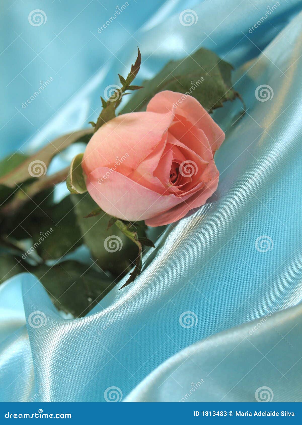 Pink rose on blue satin stock image. Image of sensuous - 1813483