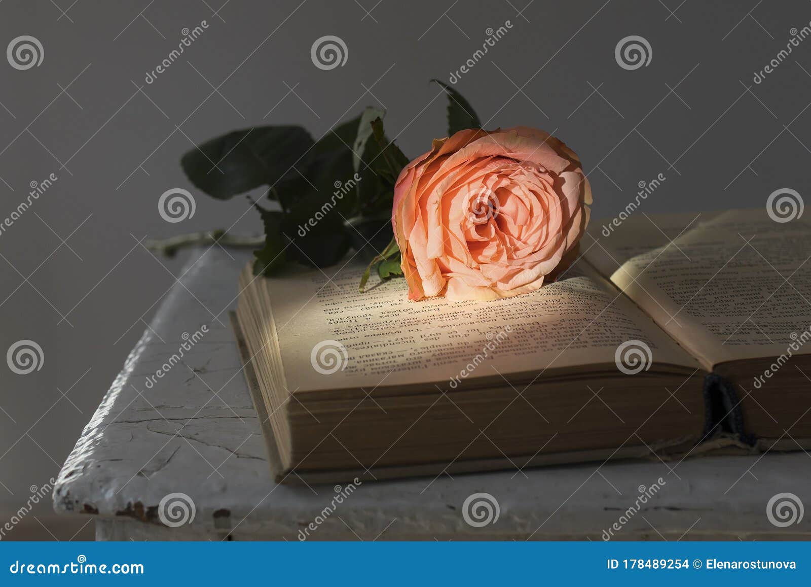 Pink rose and book stock photo. Image of nature, petal - 178489254