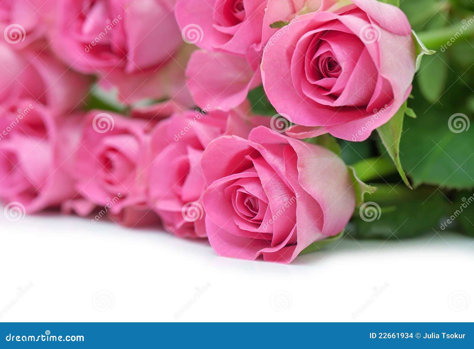 Pink rose border stock photo. Image of bright, color - 22661934