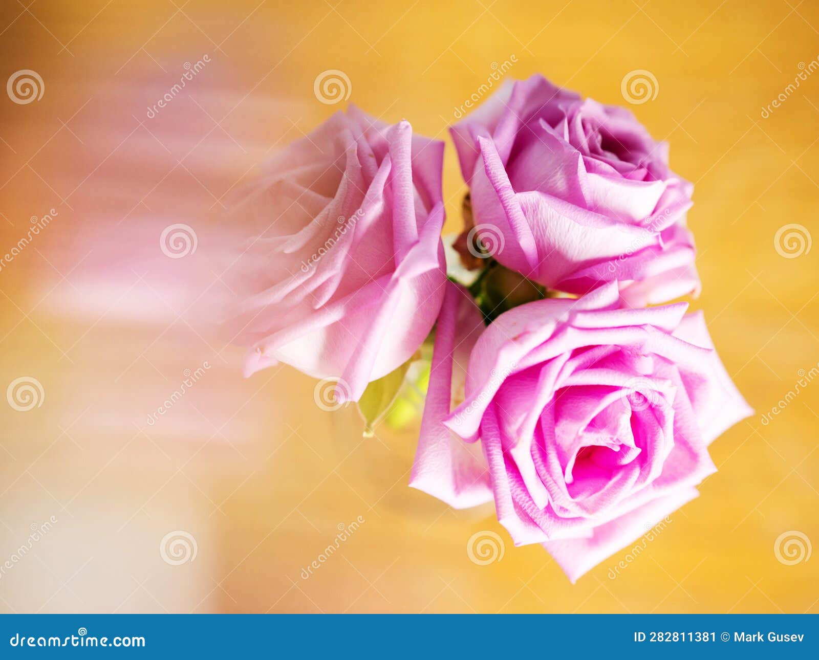 Pink Rose Bouquet with Light Distorting Object, Light Blue Background ...