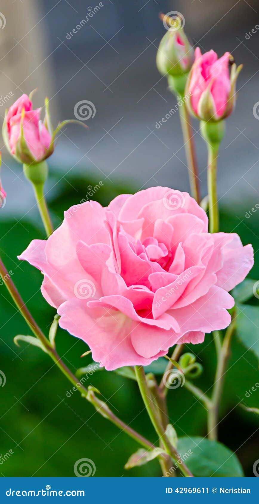 Pink Rose on the Branch in the Garden Stock Image - Image of romance ...