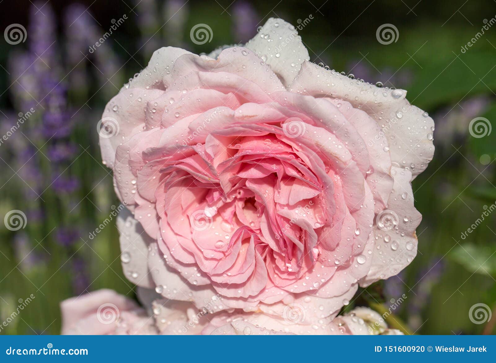 Pink Rose on the Branch in the Garden after Rain. Stock Photo - Image ...