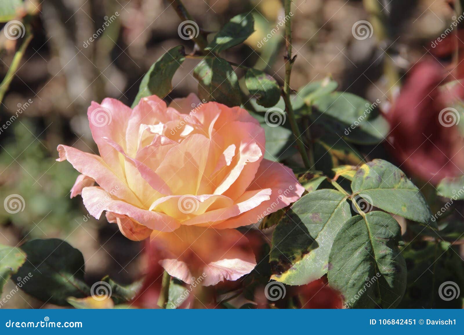 Pink Rose in Bright Sunshine Stock Image - Image of pink, sunshine ...