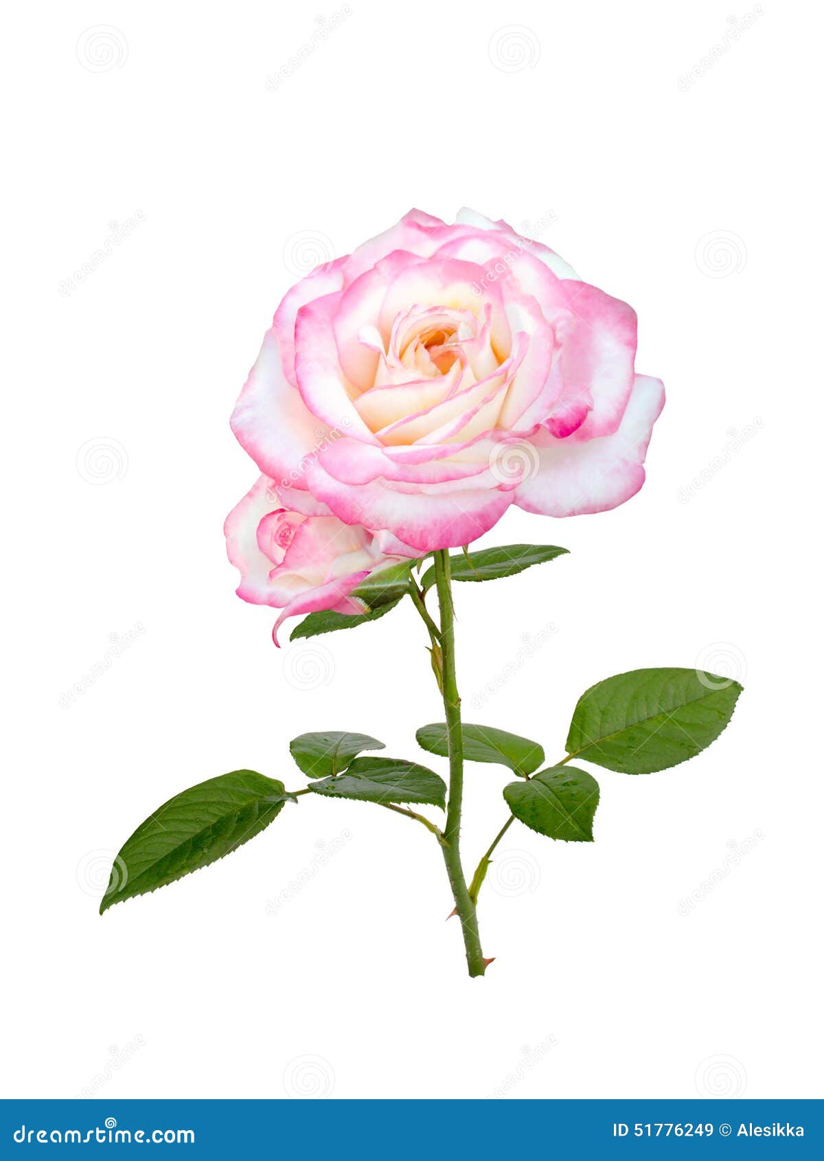 Pink rose stock image. Image of rain, petal, view, nature - 51776249