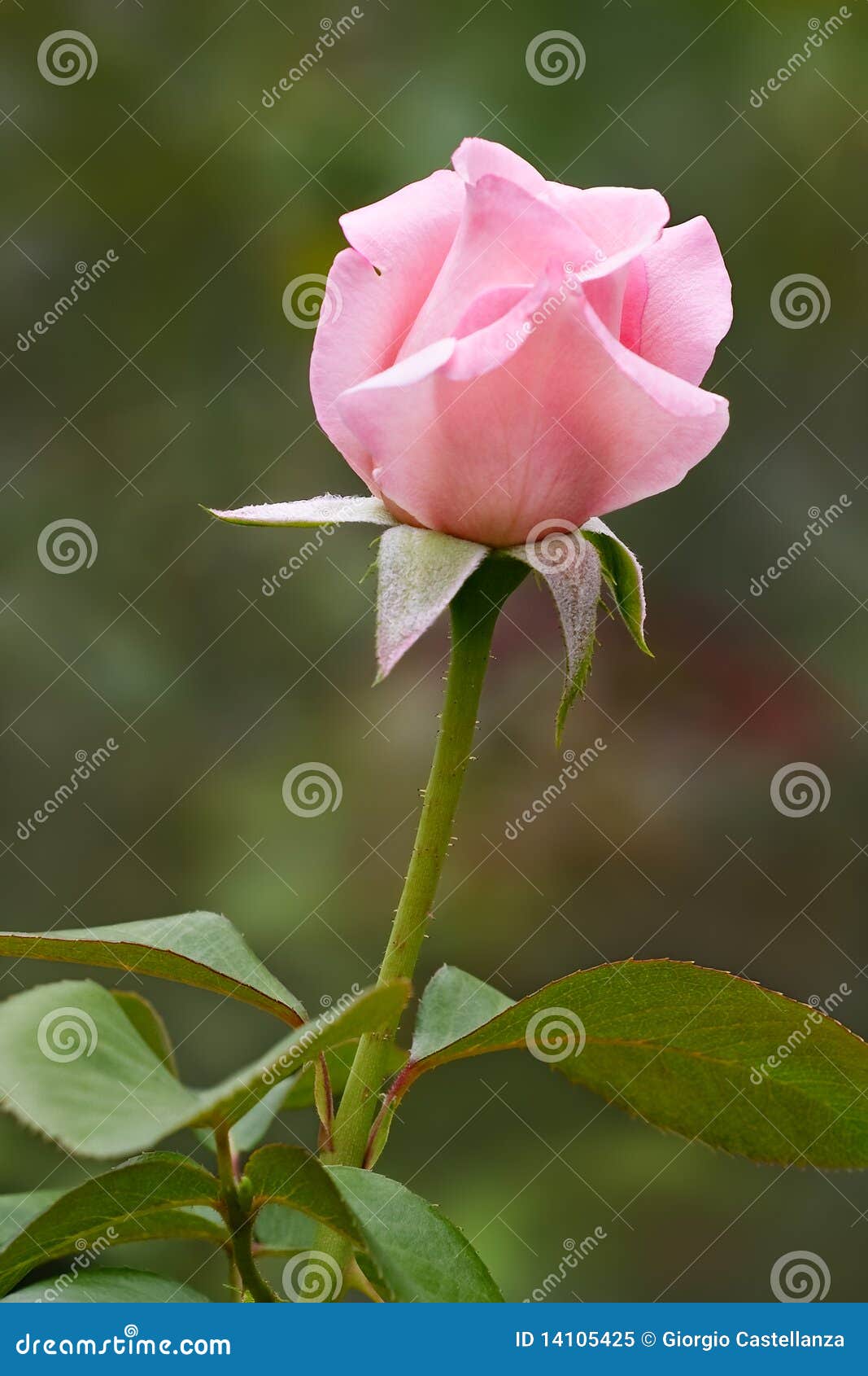 Pink rose bud stock image. Image of bloom, spring, summer - 14105425
