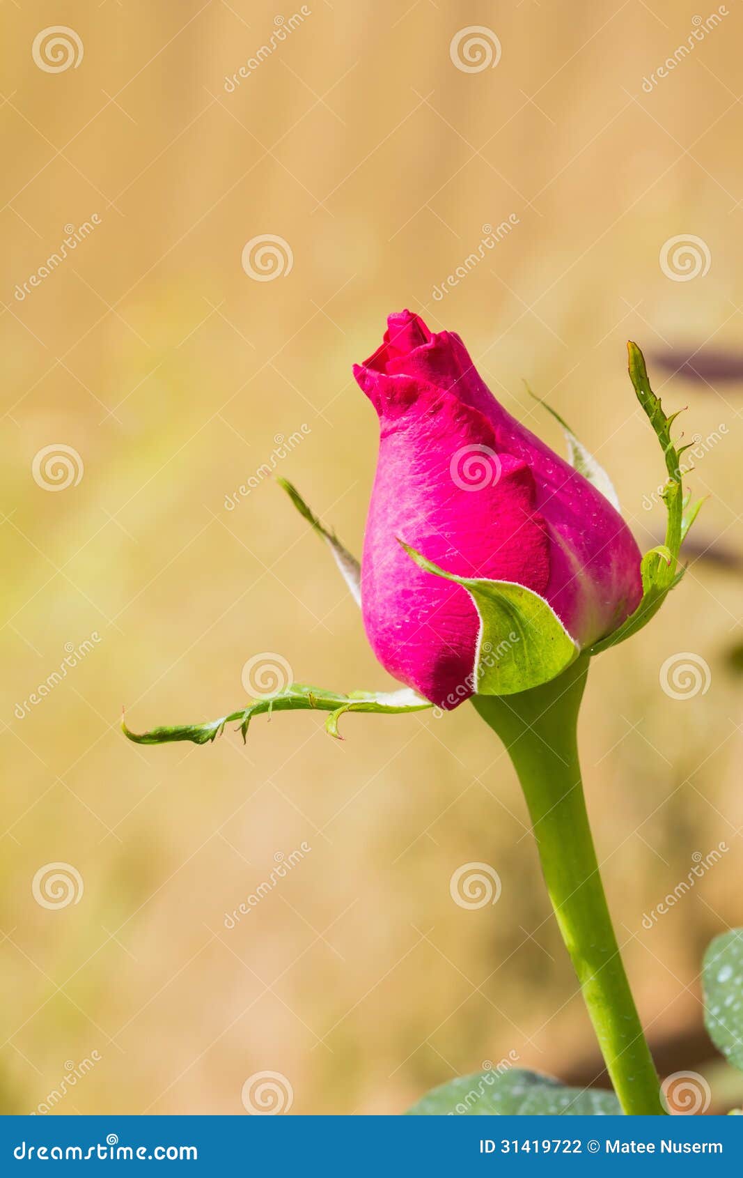 Pink rose bud stock photo. Image of gardening, beautiful - 31419722
