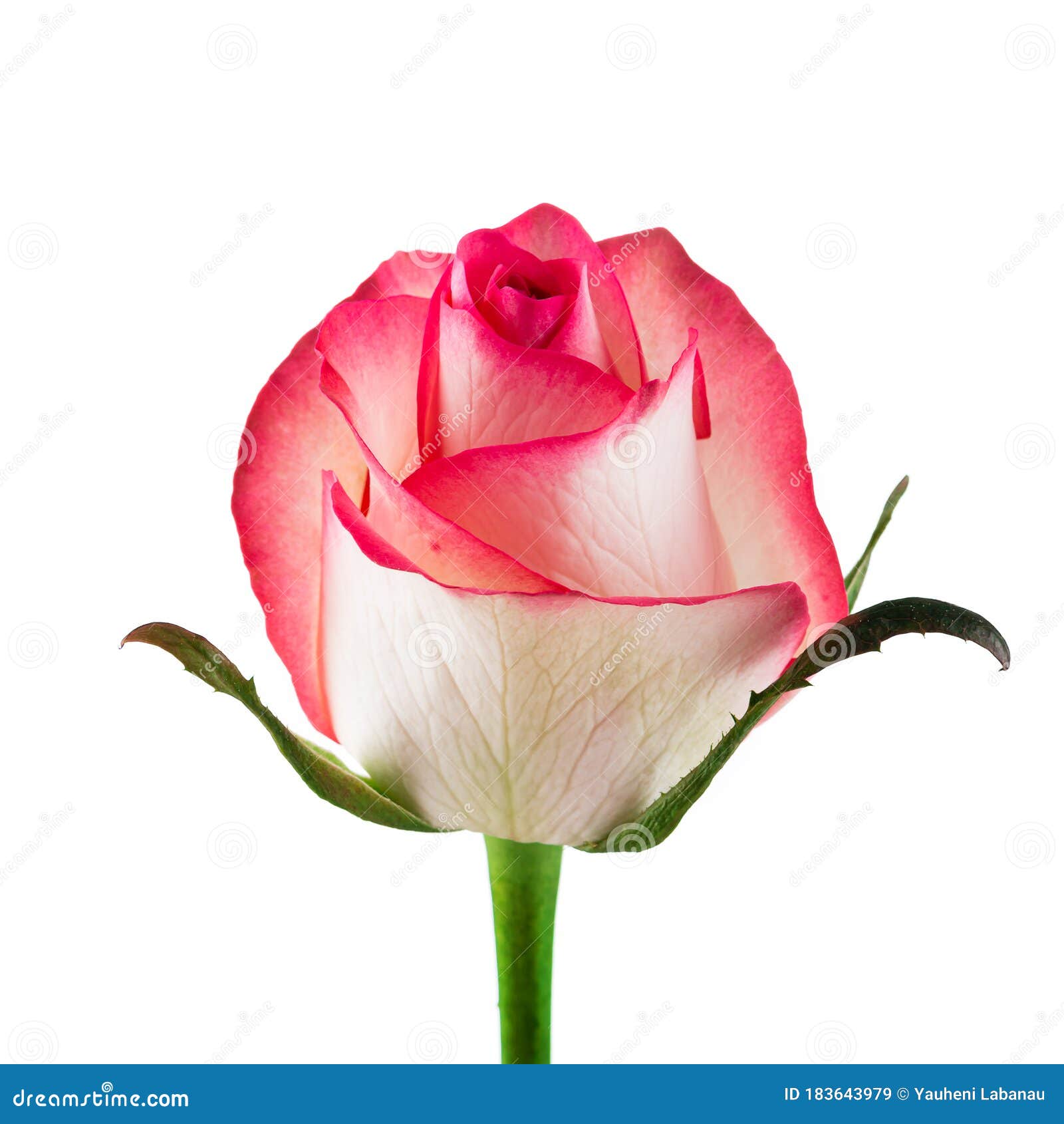 Pink Rose Bud Close-up Isolated Stock Image - Image of love, gift ...