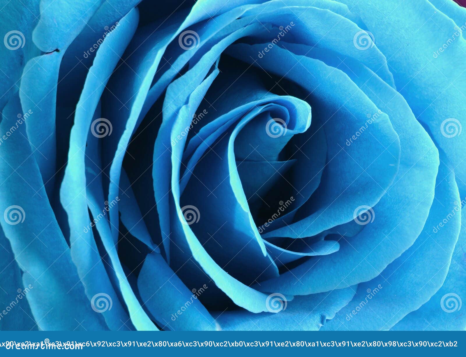 Blue Rose Bud Close-up. Rose Petals Stock Image - Image of single ...