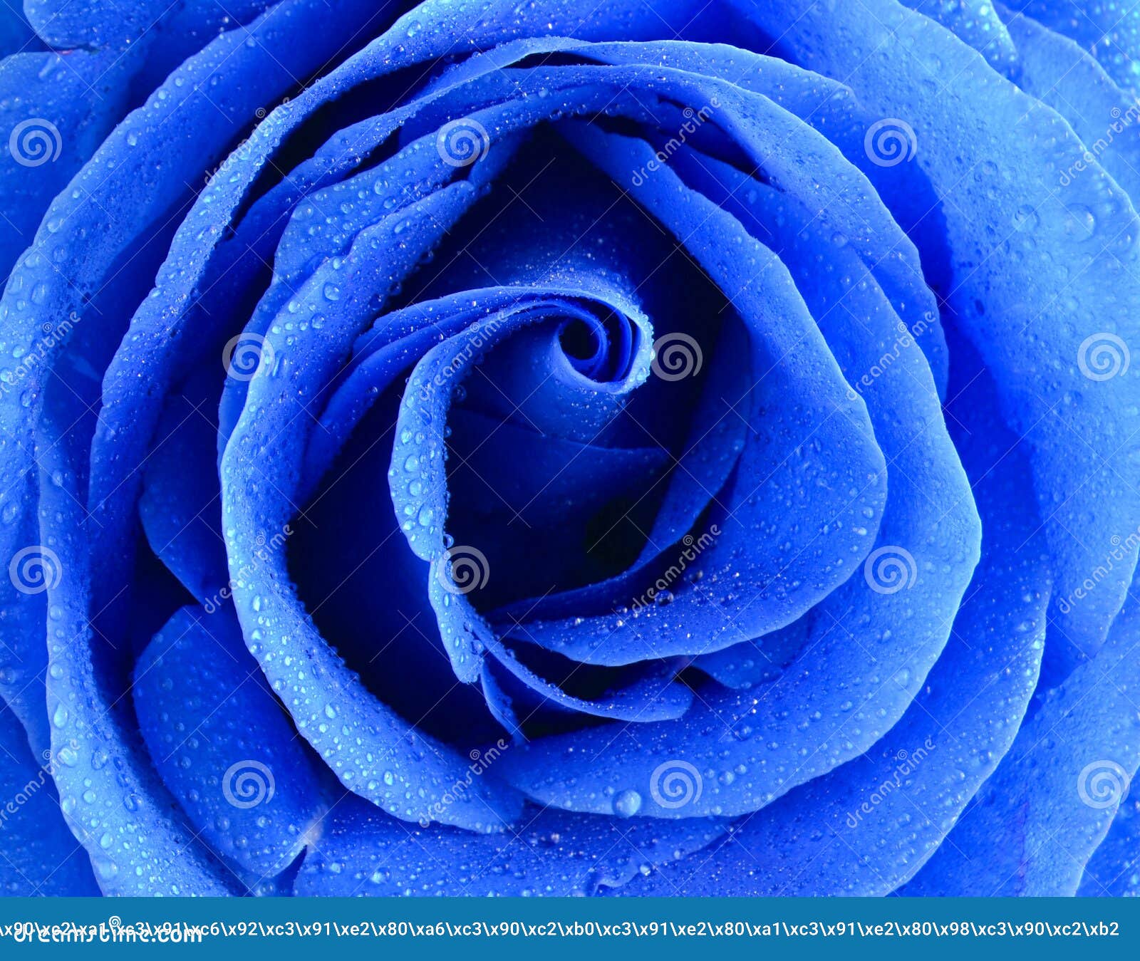 Blue Rose Bud Close-up. Rose Petals. Stock Image - Image of perfection ...