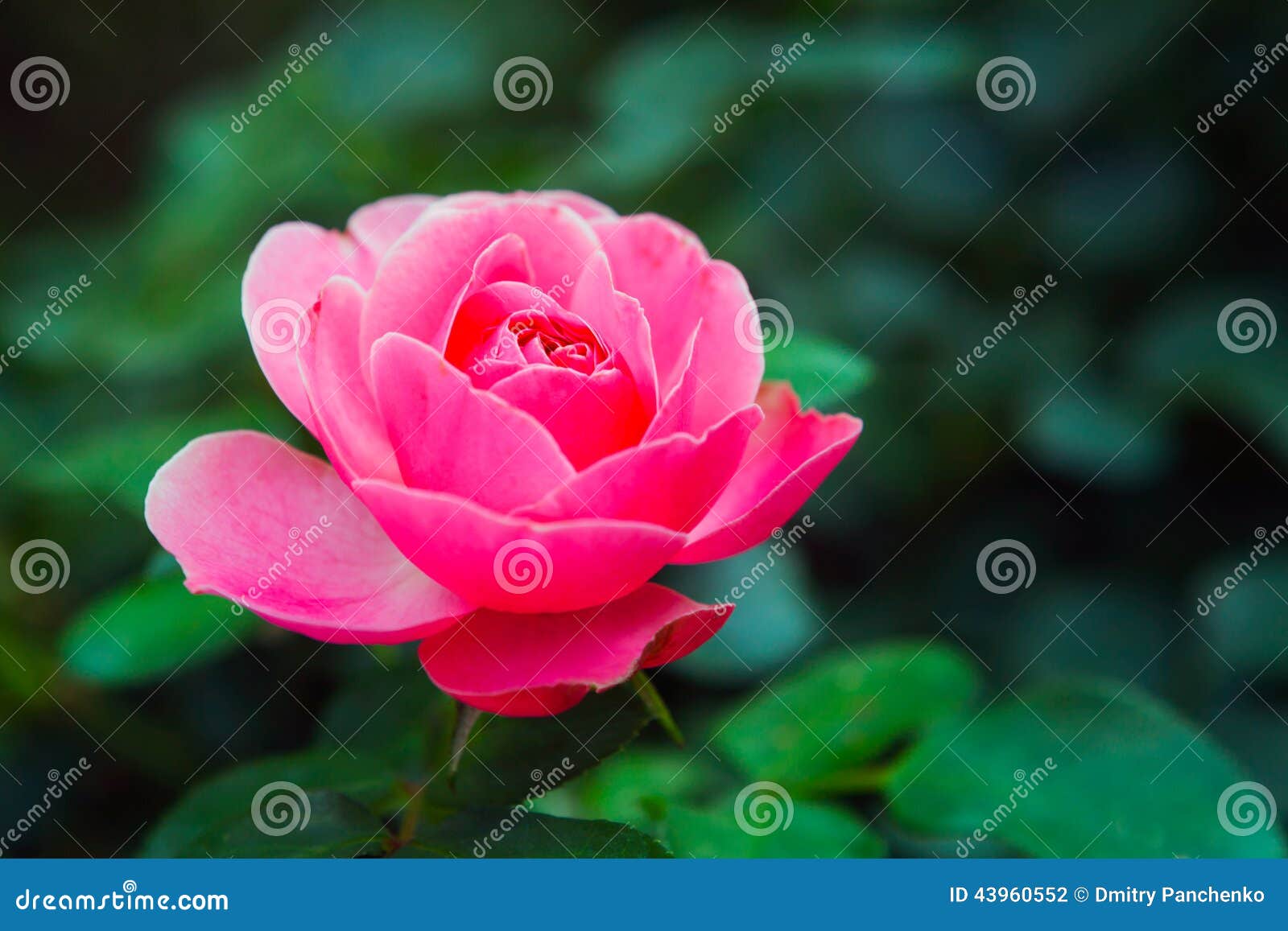 Pink Rose Bud closeup. stock photo. Image of fresh, background - 43960552