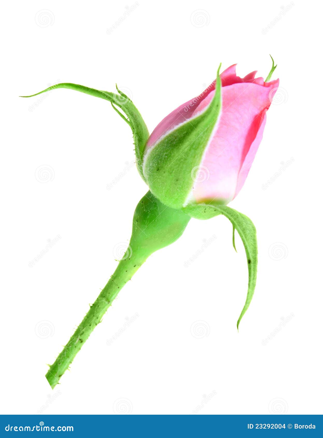 Pink Rose Bud on a Green Stalk Stock Photo - Image of front, head: 23292004