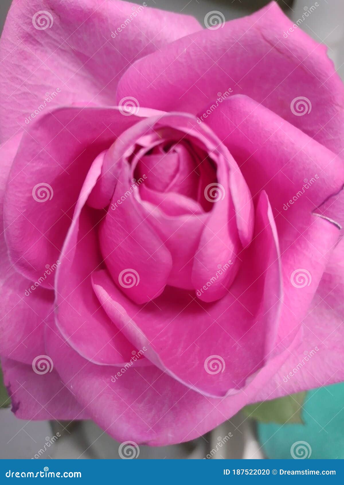 Pink rose bud nice picture stock photo. Image of pink - 187522020