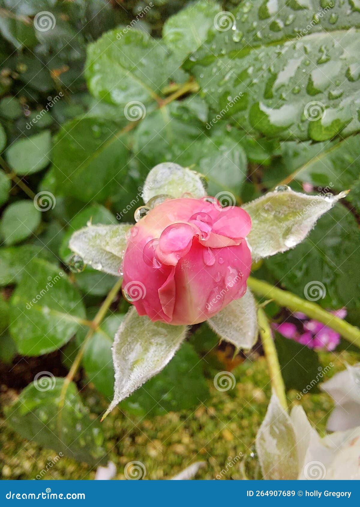 Pink Rose Bud and Rain Drops Stock Image - Image of plant, garden ...