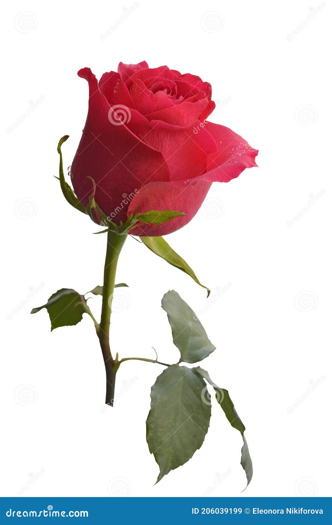 Pink Rose Bud on White Background, Side View, Flower Stock Image ...