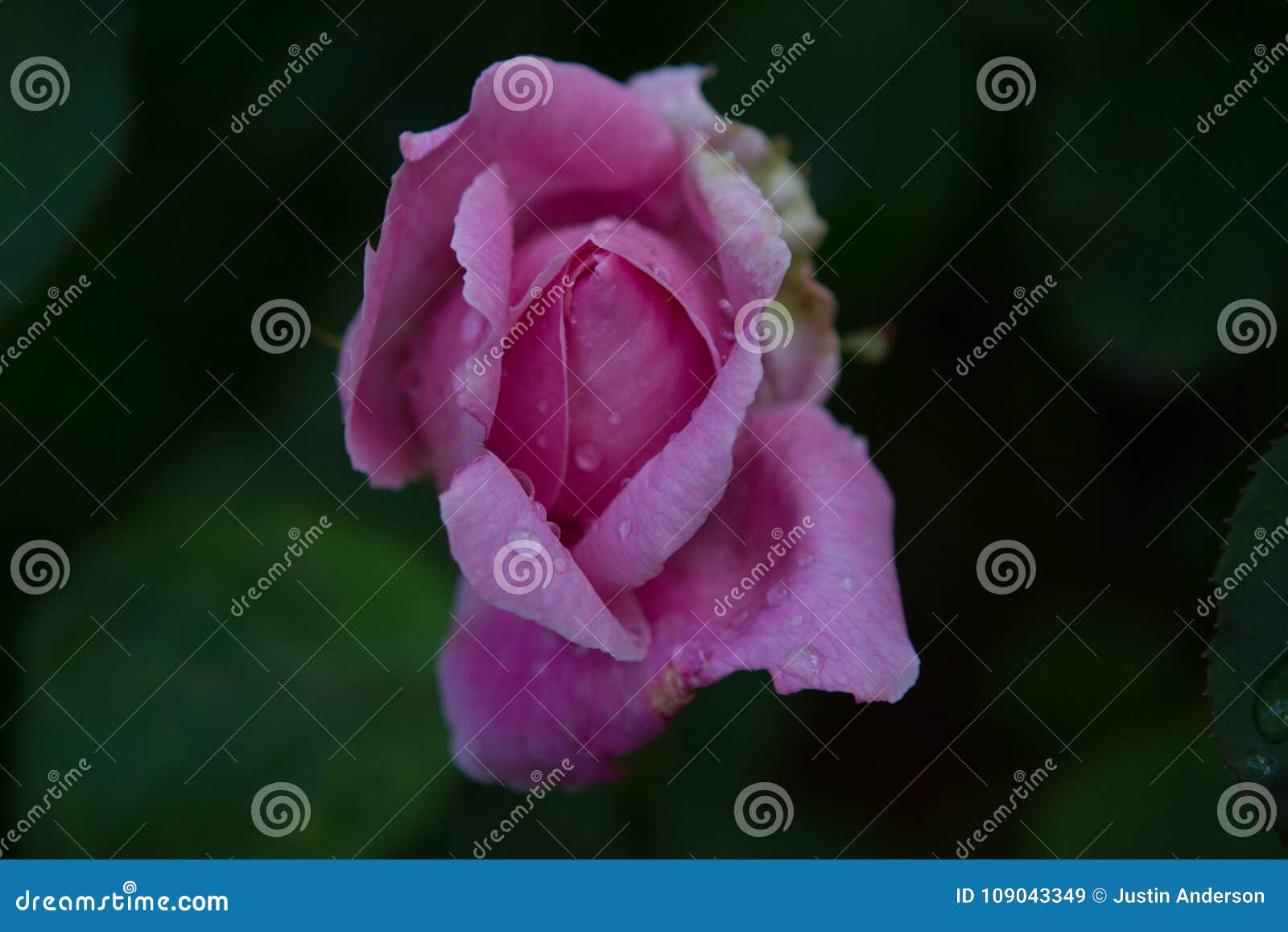 A Pink Rose Budding in the Spring Stock Image - Image of birth, morning ...