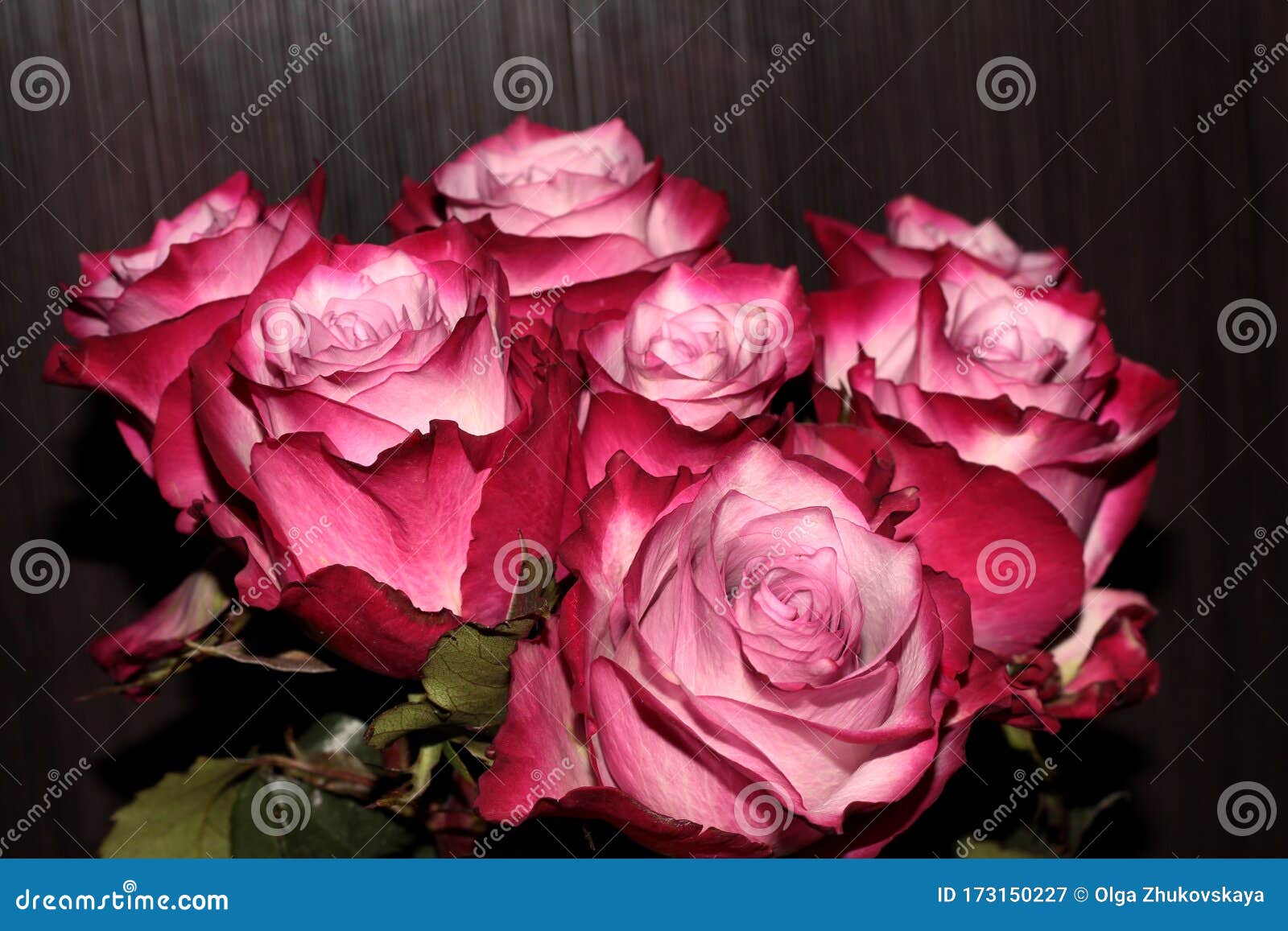 Pink Rose Buds on a Black Background. Magic Bouquet Stock Image - Image ...