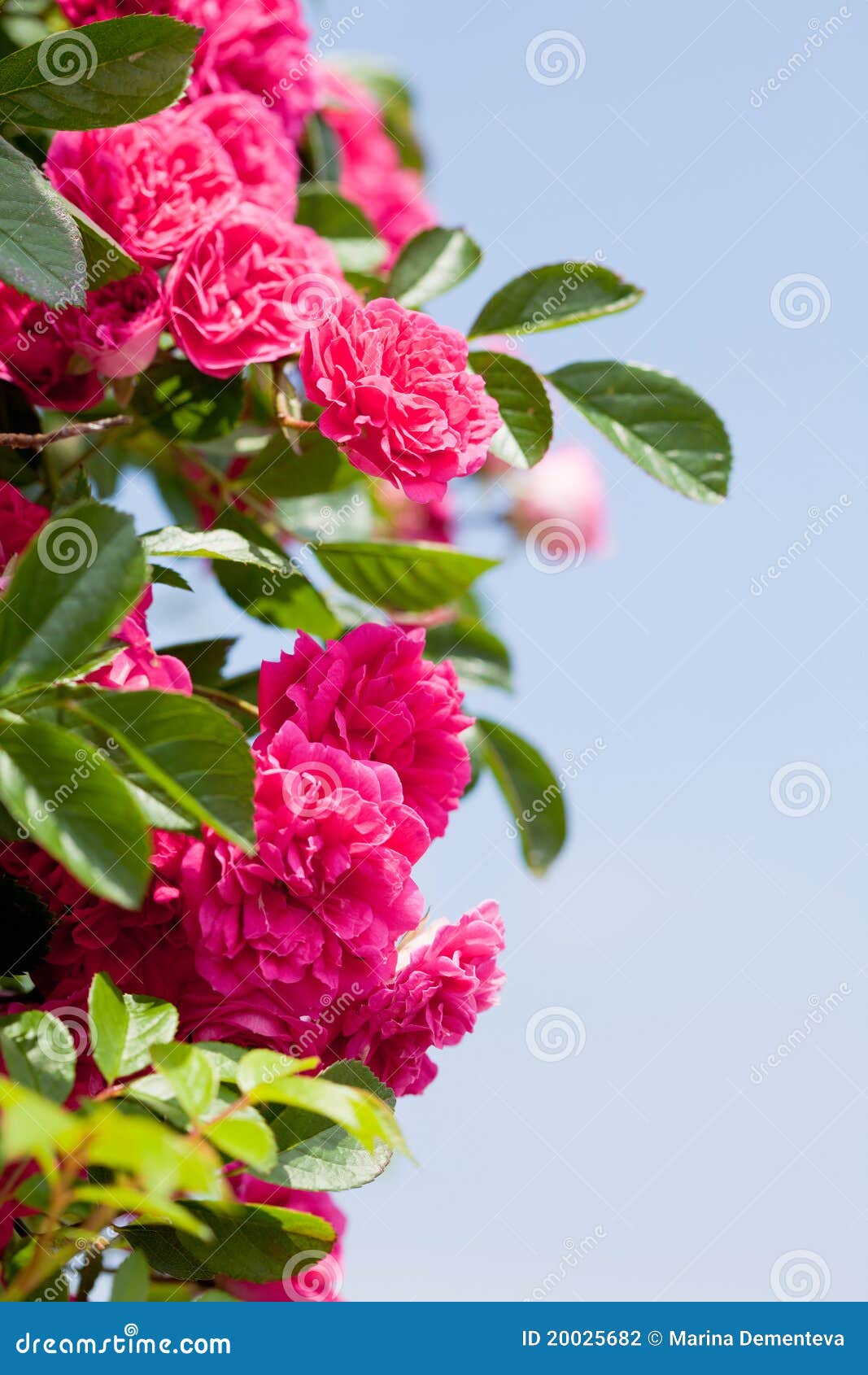 Pink rose bush stock photo. Image of floral, copy, macro - 20025682