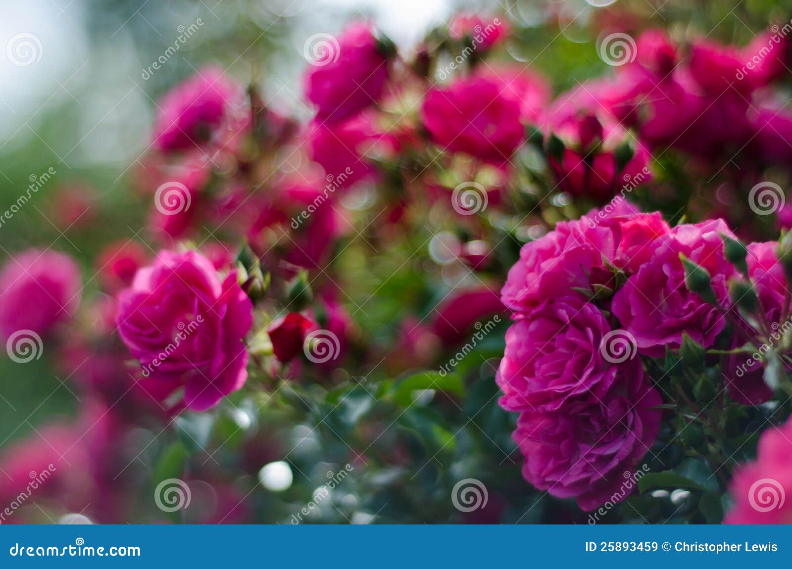 Pink Rose Bush stock image. Image of bush, abundance - 25893459