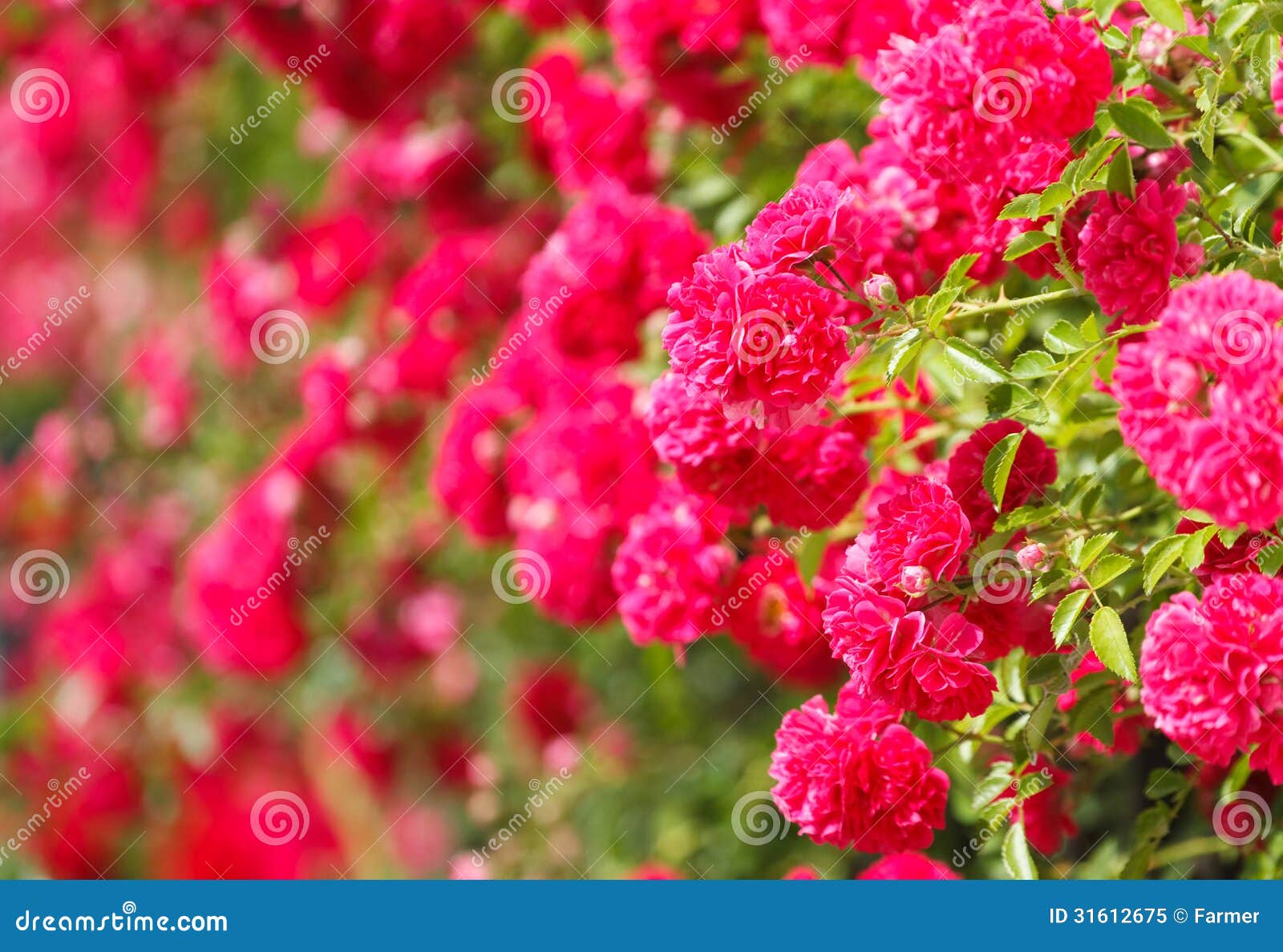 Pink rose bush stock image. Image of background, bloom - 31612675