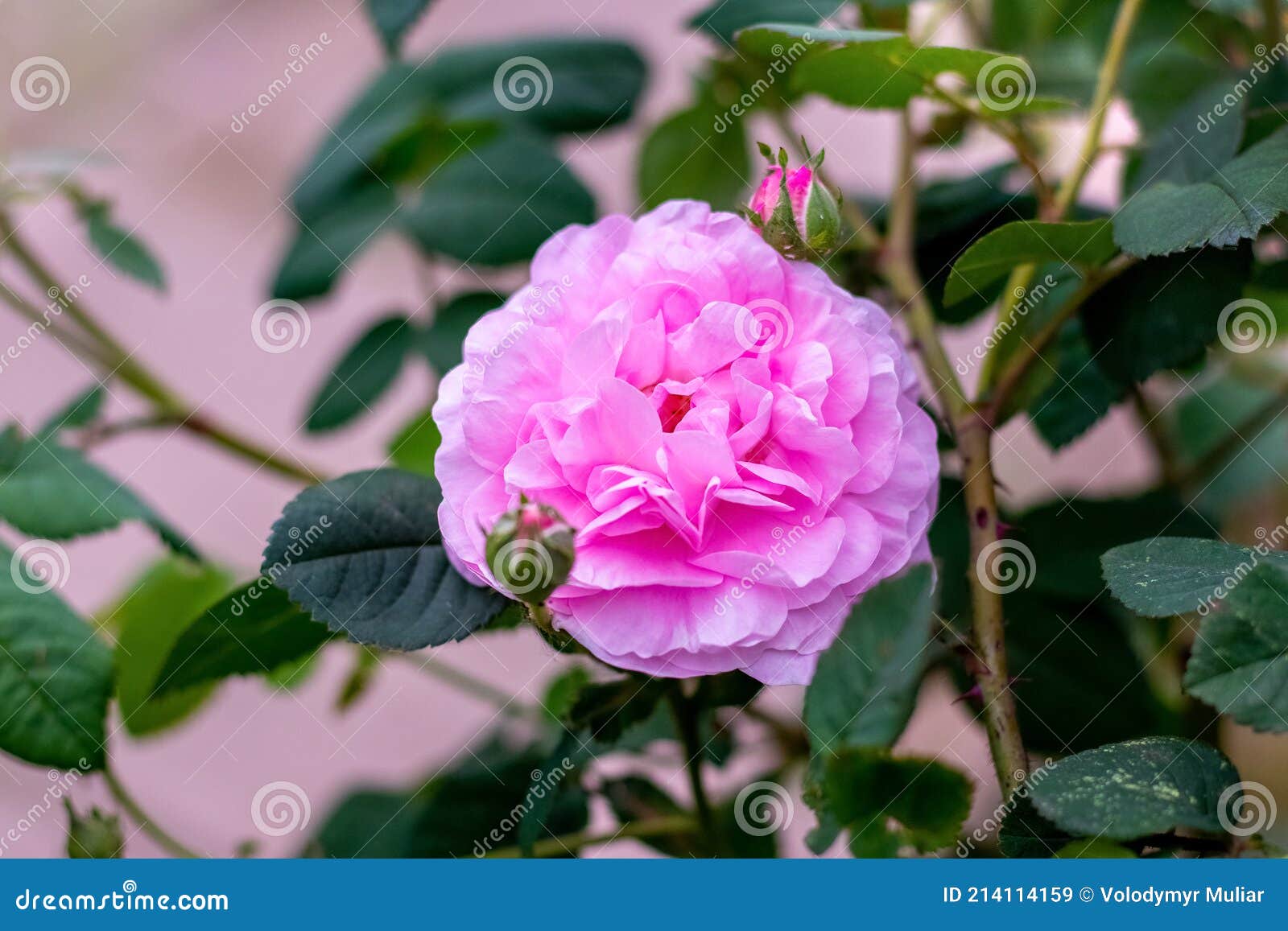 Pink Rose on the Bush Close Up Stock Image - Image of rose, drop: 214114159