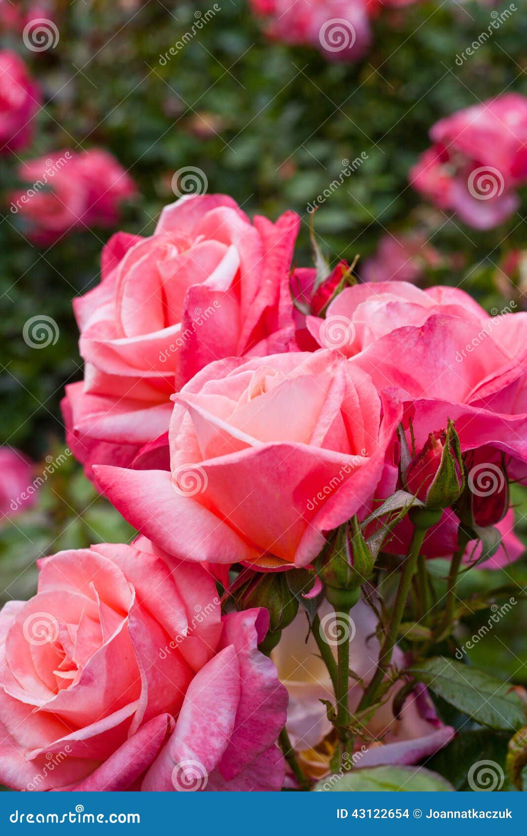 Pink rose bush stock photo. Image of rose, pespective - 43122654