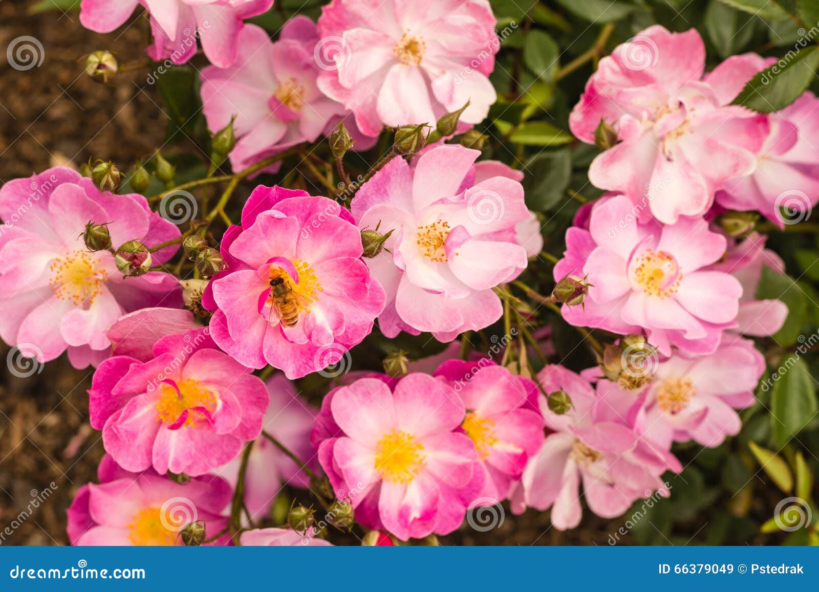 Pink rose bush flowers stock image. Image of decorative - 66379049