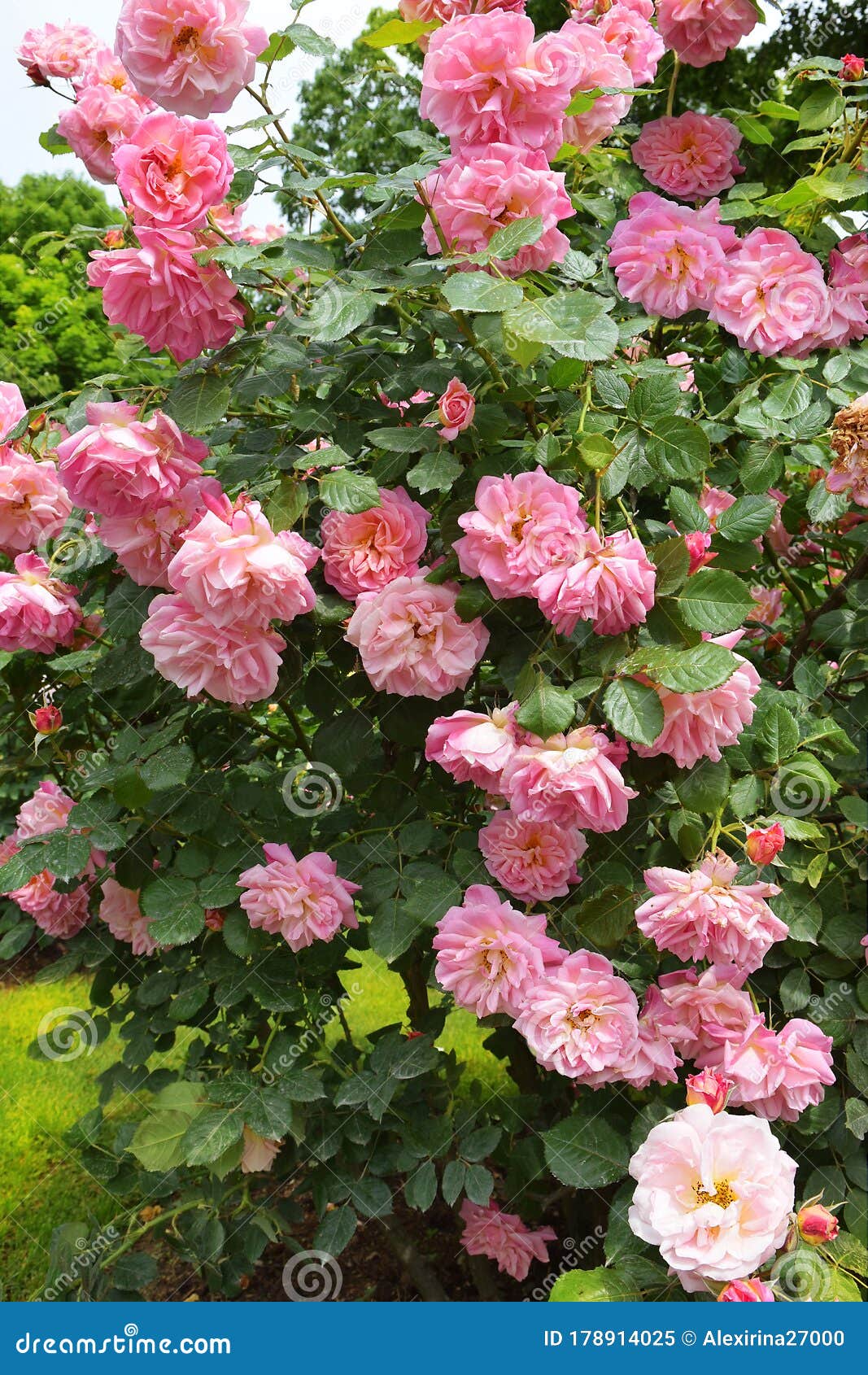 Pink rose bush in garden stock image. Image of floral - 178914025