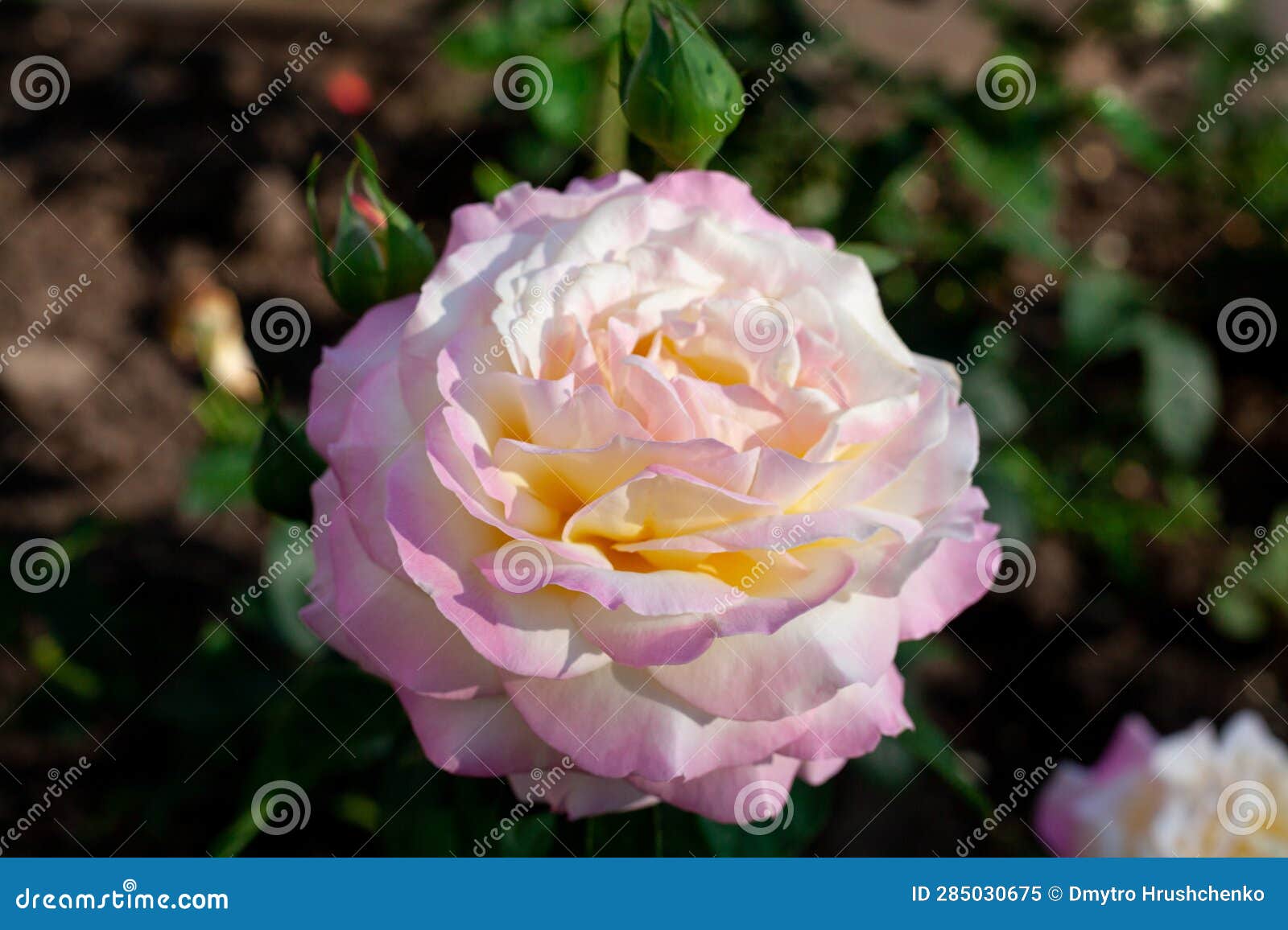 Pink Rose Bush at the Garden. Stock Image - Image of romantic, bloom ...
