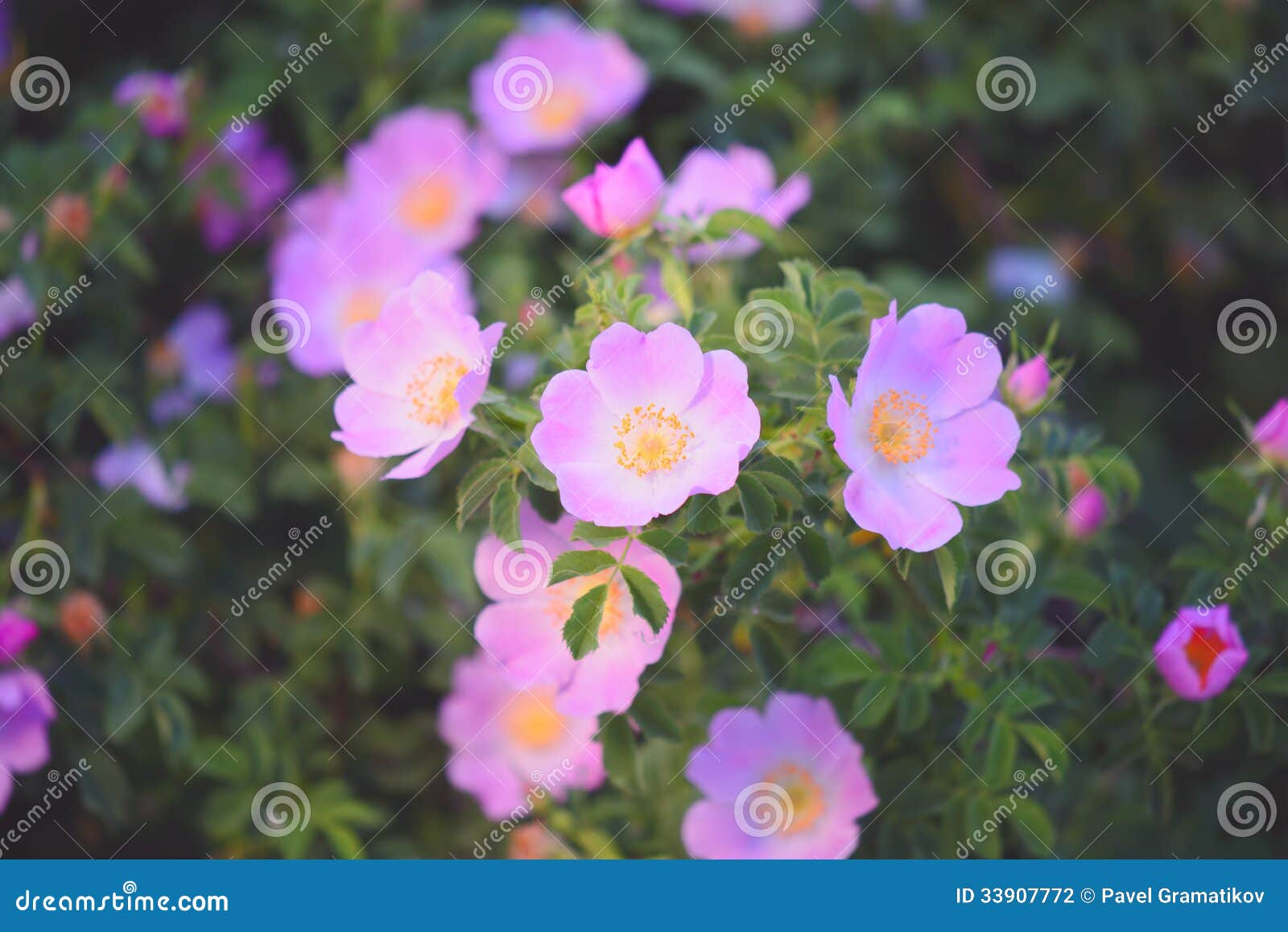Pink rose bush stock photo. Image of bright, lush, flower - 33907772