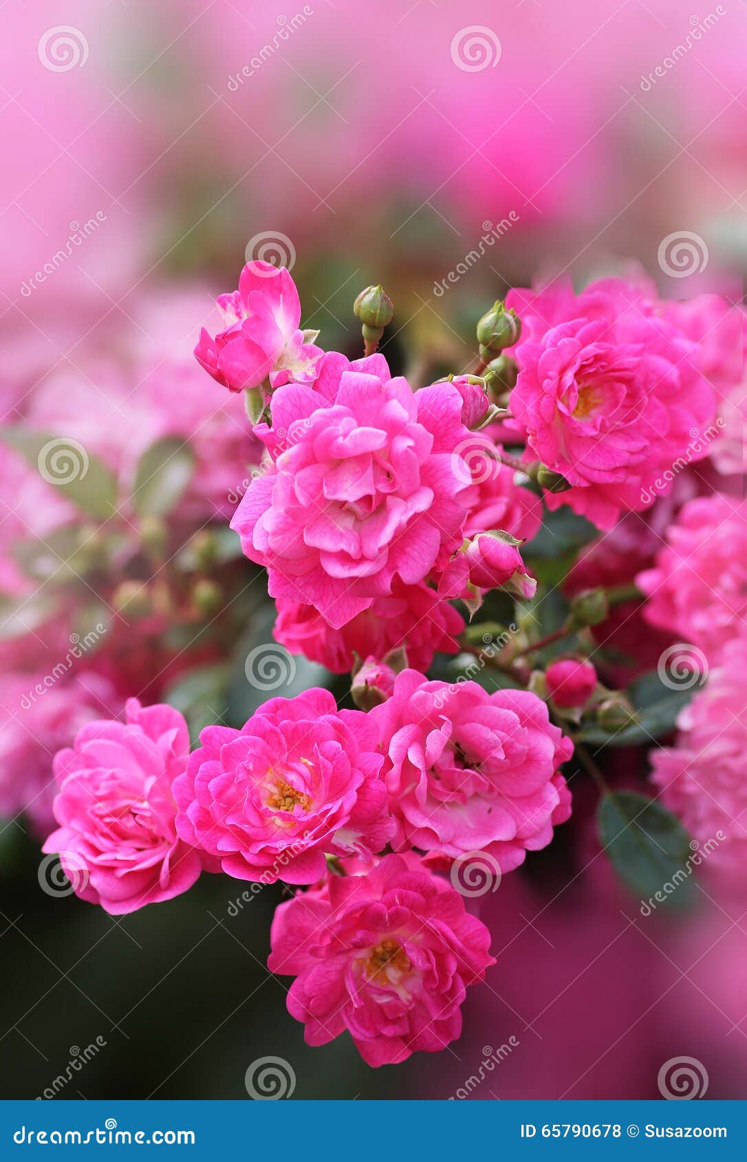 Pink Rose Bush with Gradient Background Stock Photo - Image of ...