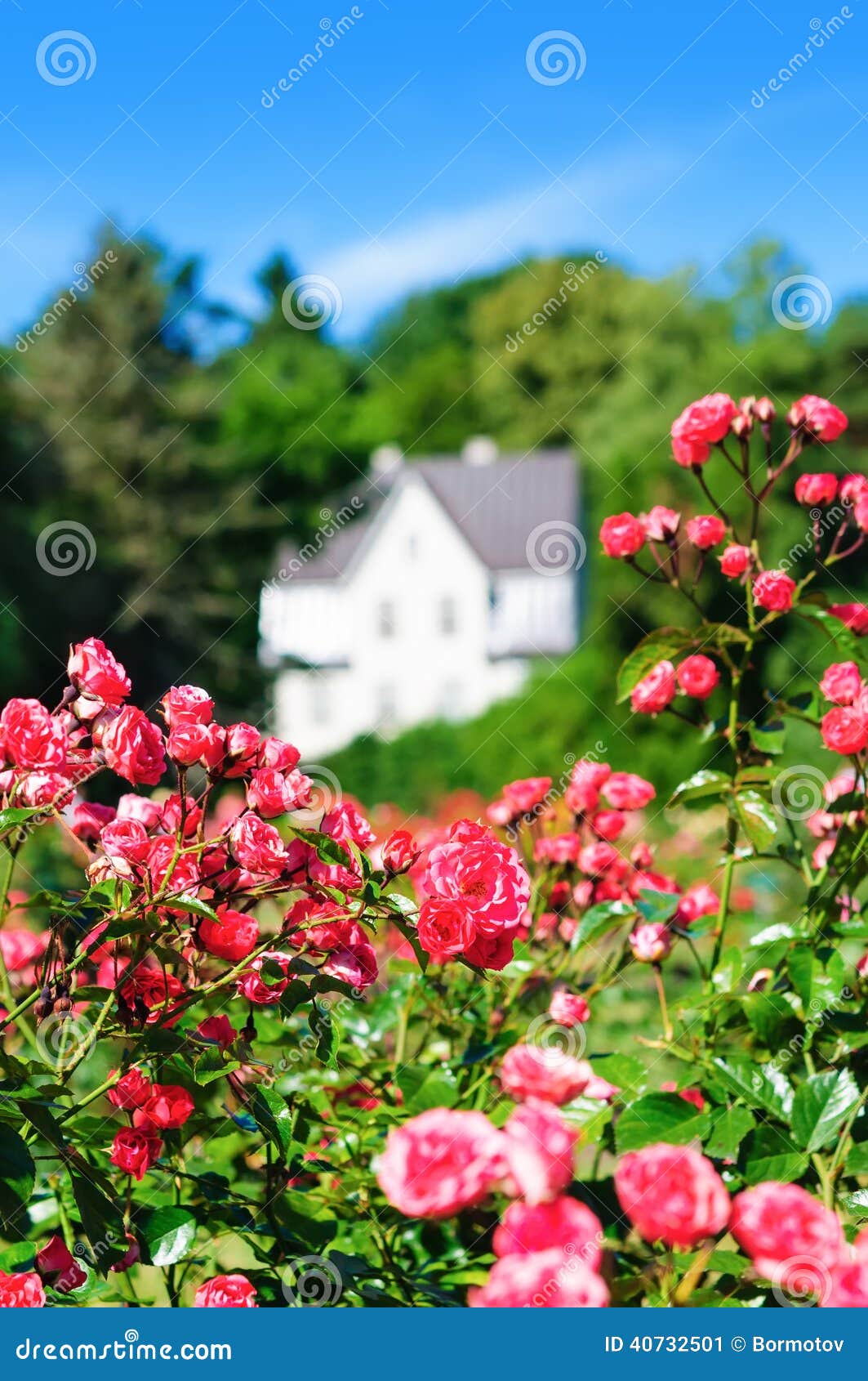 Pink Rose Bush on House Background Stock Image - Image of green ...