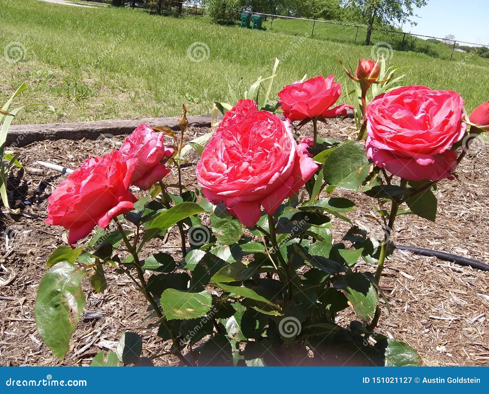 Pink Rose bush stock image. Image of bush, rose, bright - 151021127