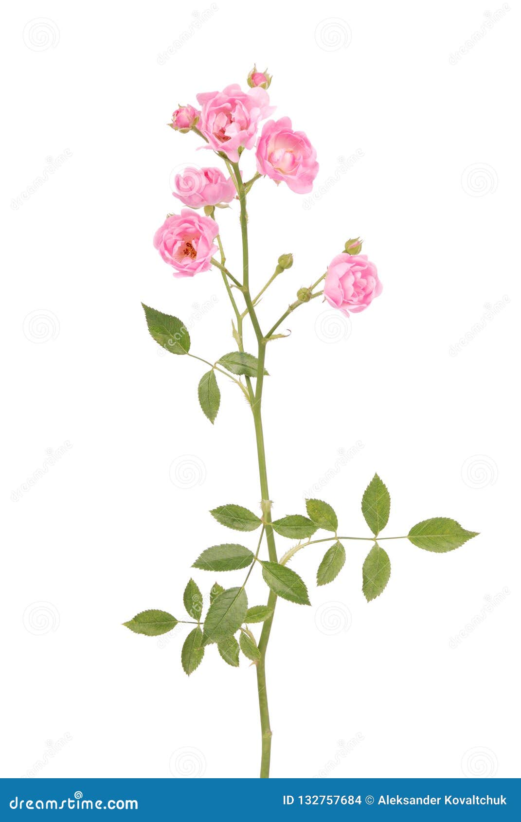 Pink rose with button stock photo. Image of nature, beauty - 132757684