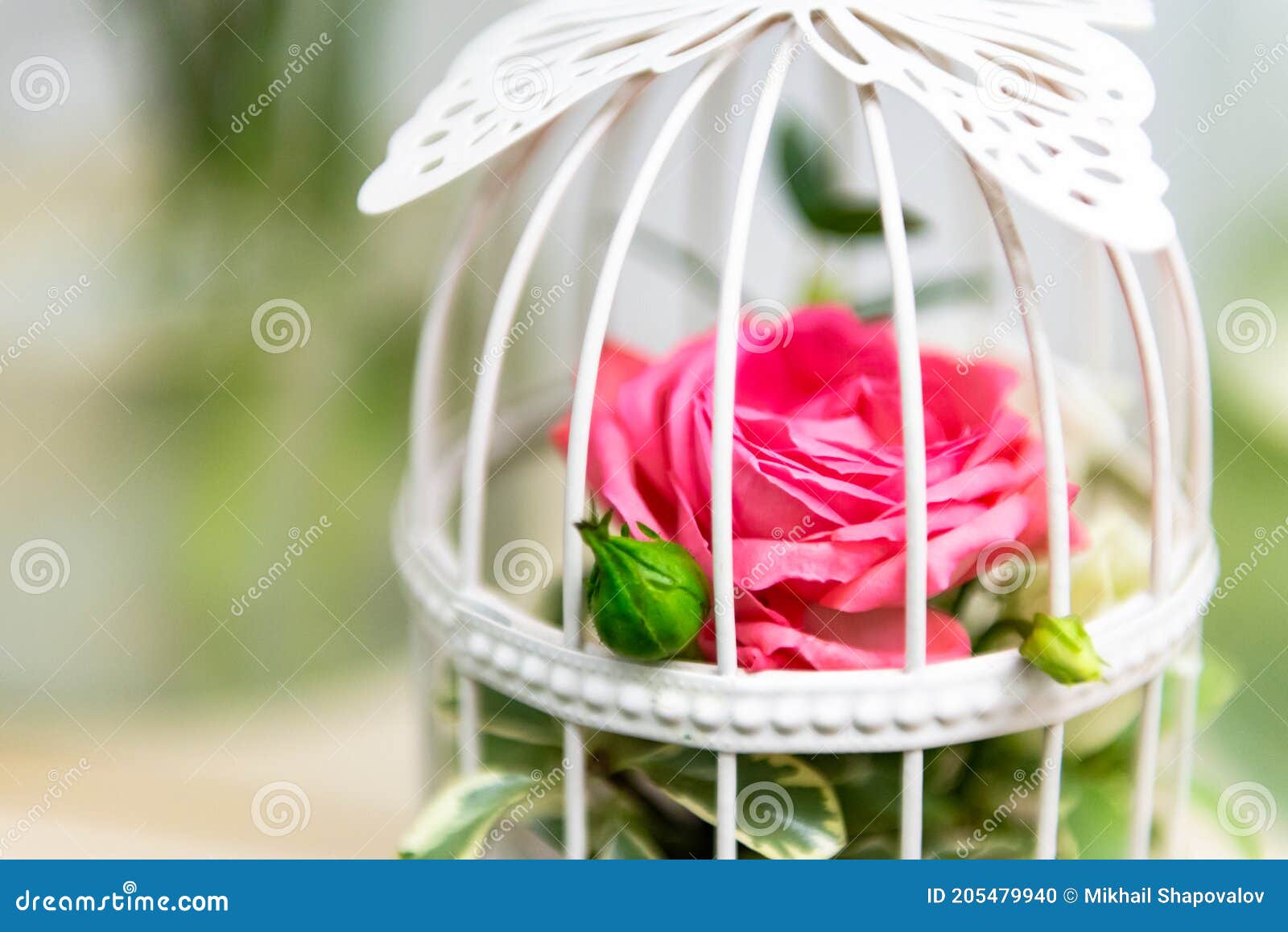Pink rose in a cage. stock photo. Image of beauty, caged - 205479940