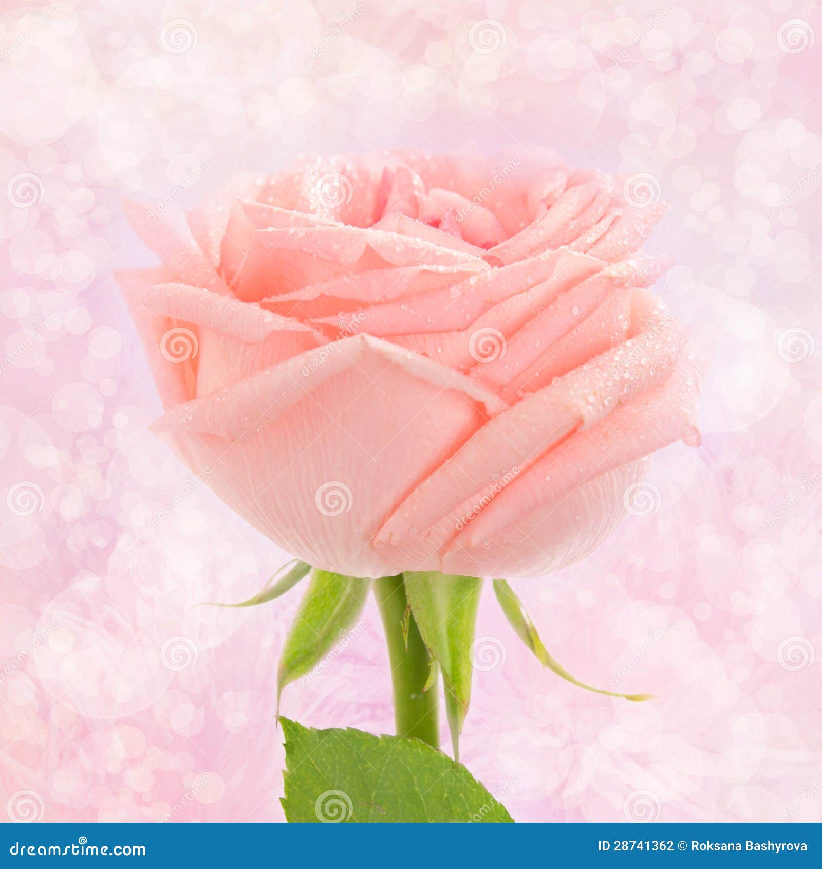 Pink rose card stock photo. Image of fresh, bouquet, love - 28741362
