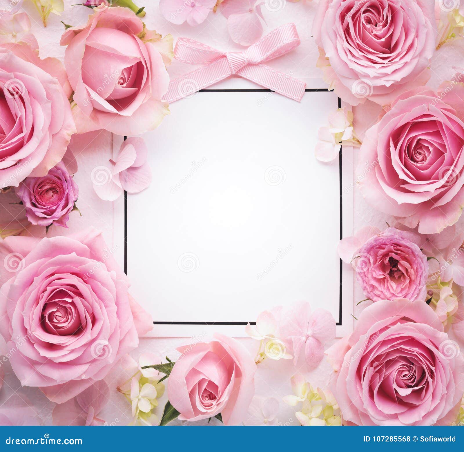 Pink rose with card stock photo. Image of frame, anniversary - 107285568