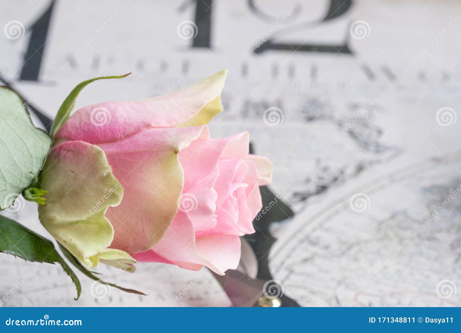 Pink Rose on a Clock Face, Clock Hands Stock Image - Image of card ...
