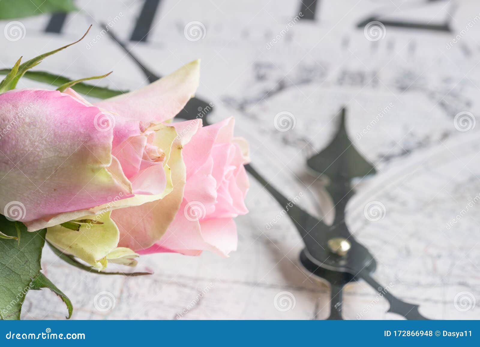 Pink Rose on a Clock Face, Clock Hands Stock Photo - Image of flora ...