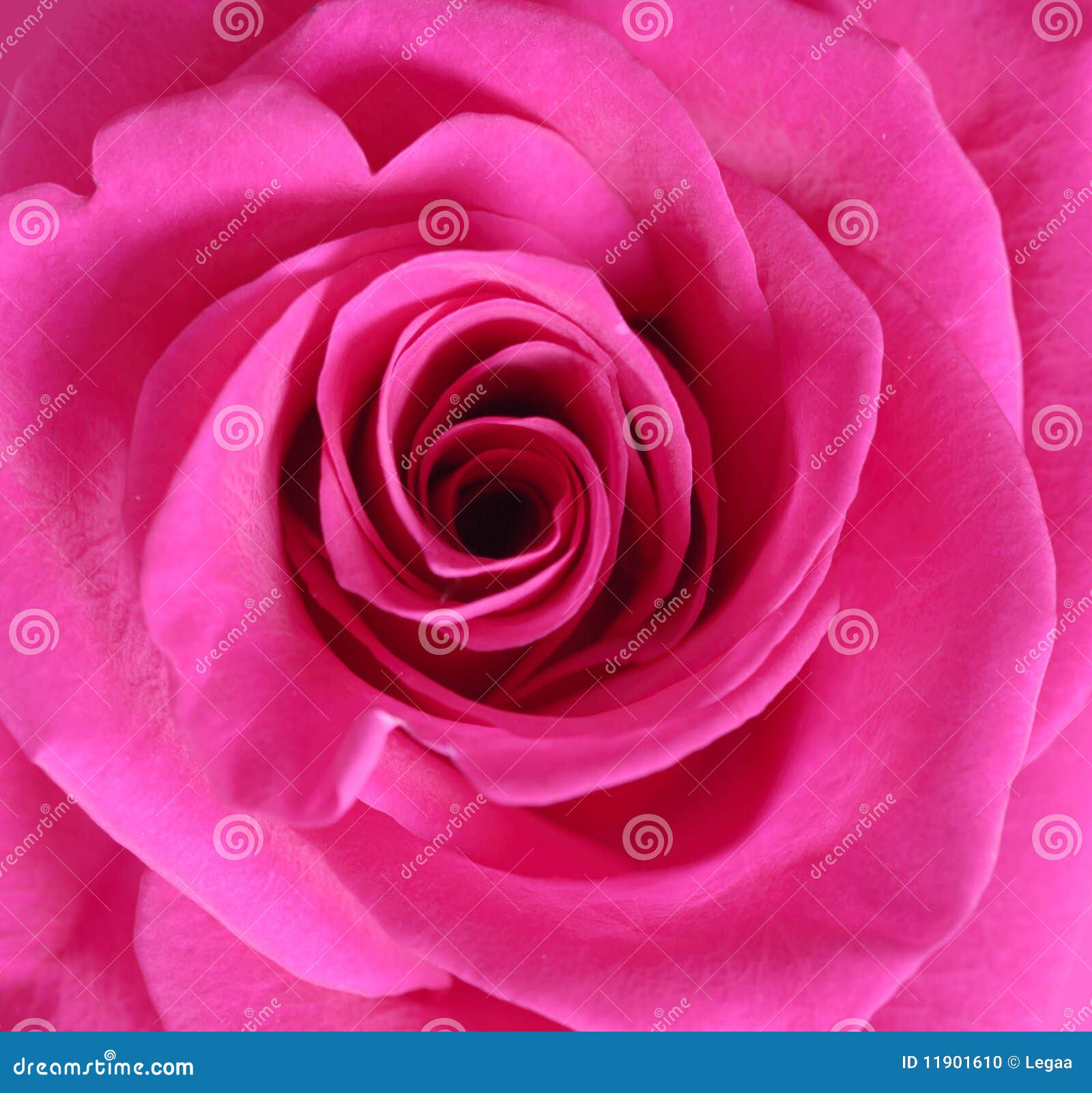 Pink rose close up stock photo. Image of freshness, beautiful - 11901610