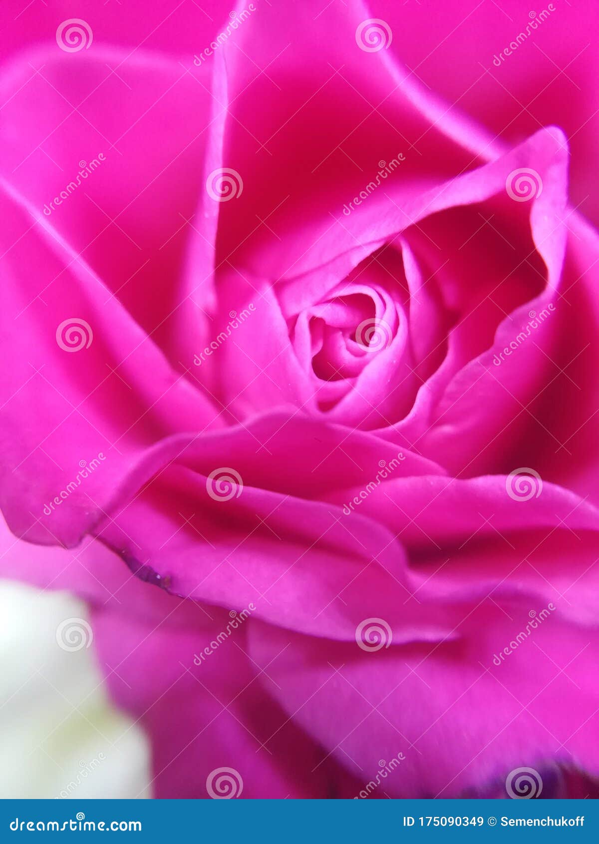 Pink rose close-up stock image. Image of macro, fresh - 175090349
