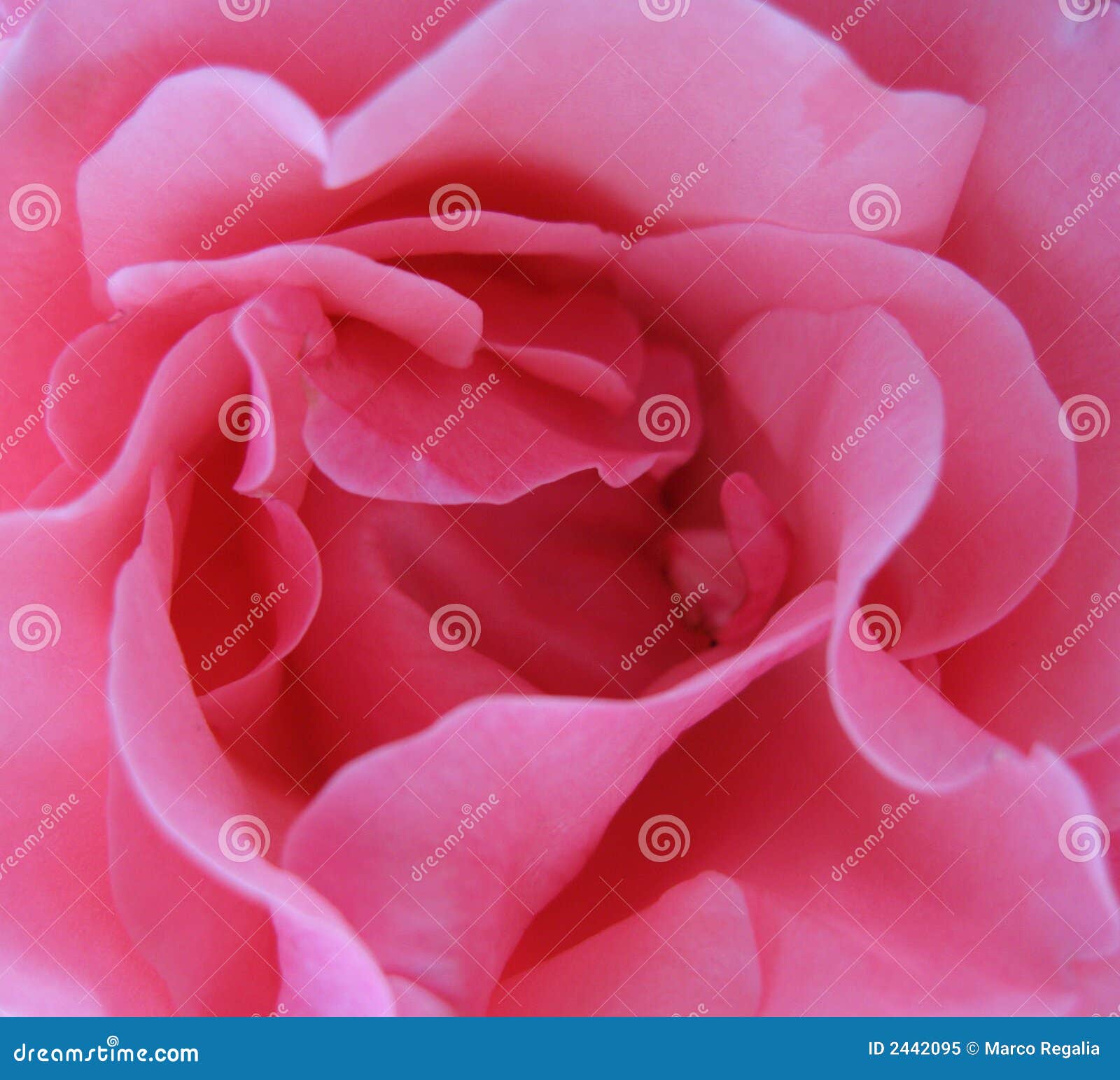 Pink rose close-up stock image. Image of petal, love, nature - 2442095