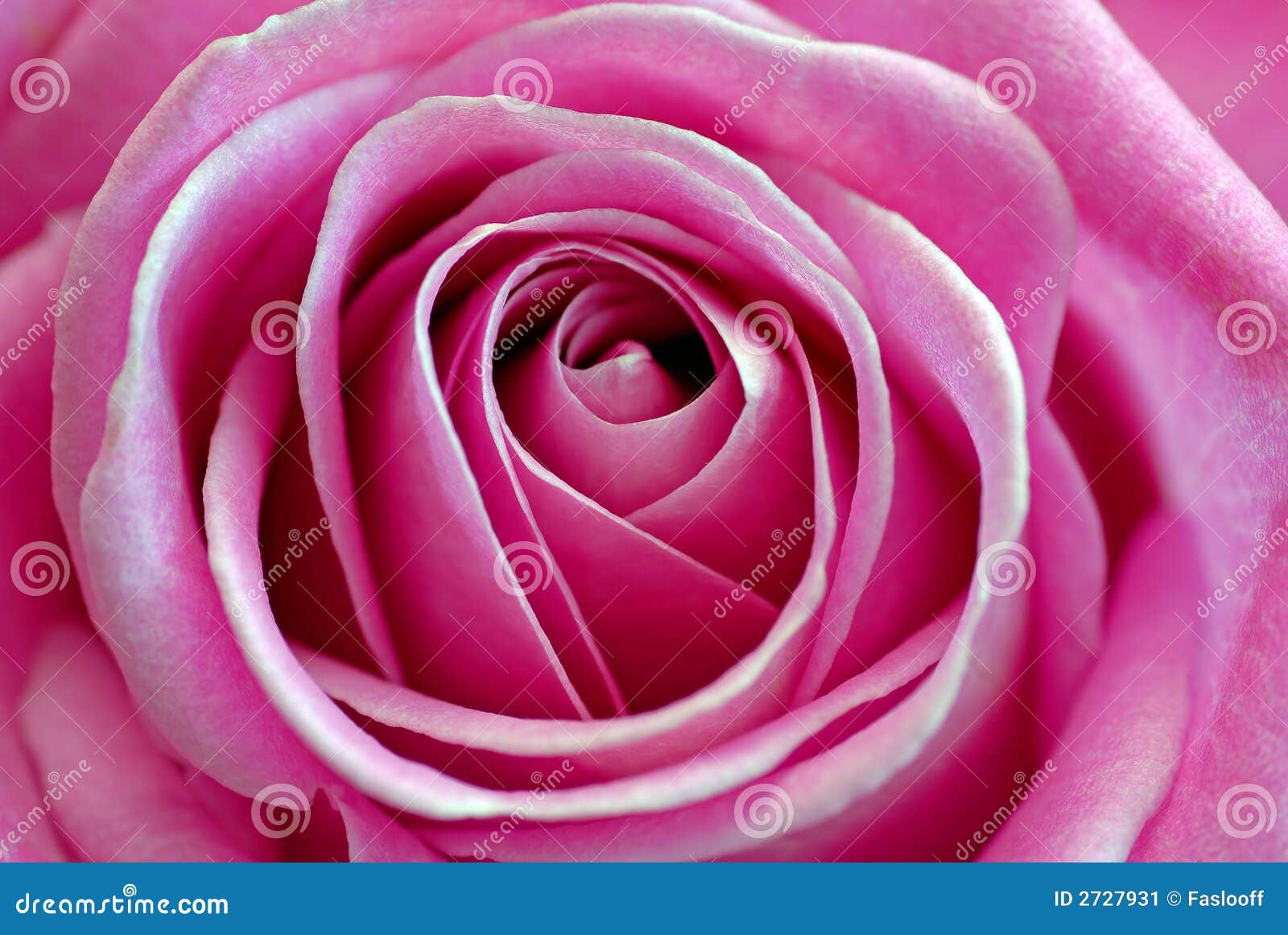 Pink rose close-up stock image. Image of mothers, petal - 2727931